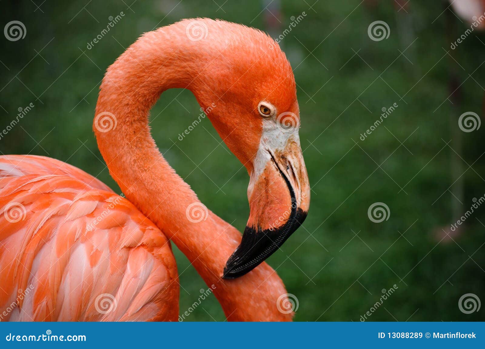 Rode flamingo stock afbeelding. Image of nave, flamingo - 13088289