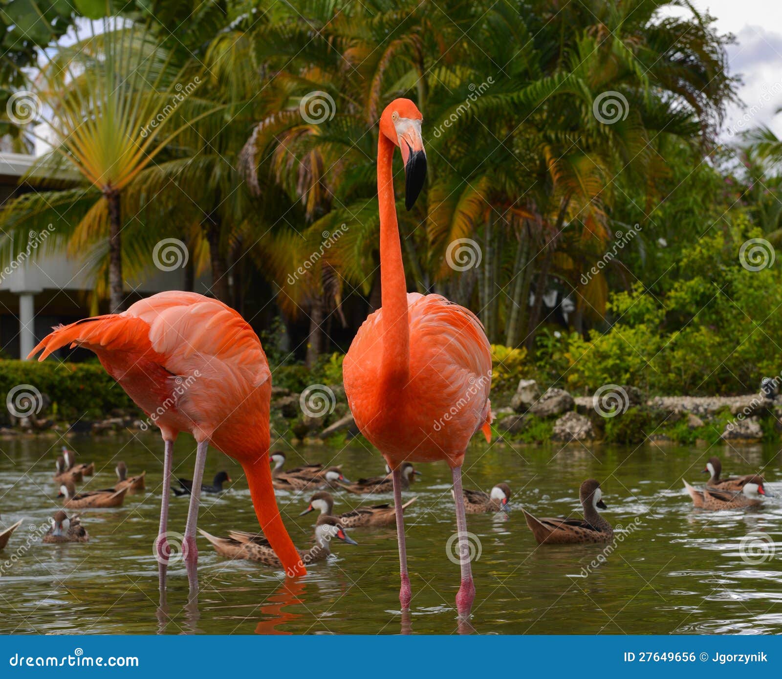 Rode flamingo stock foto. Image of reis, zomer, groep - 27649656