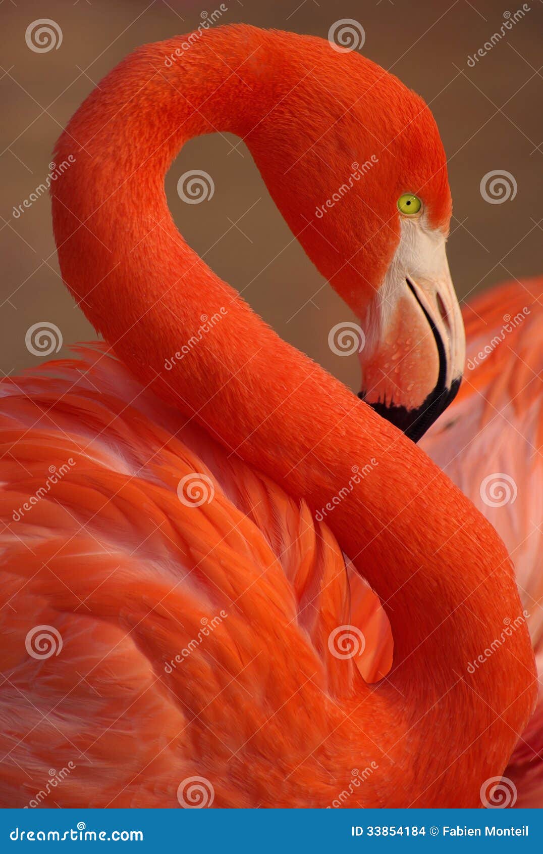 Rode flamingo stock foto. Image of roze, portret, uitziend - 33854184