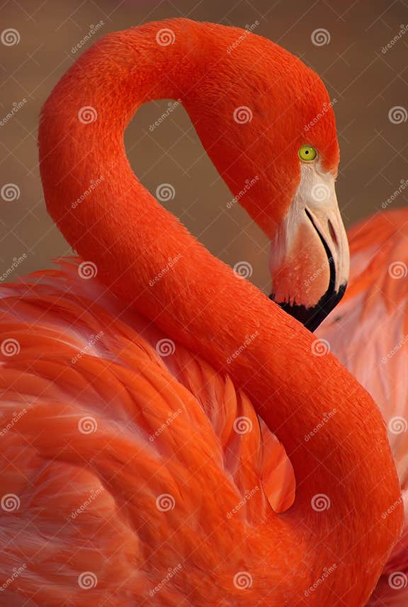 Rode flamingo stock foto. Image of roze, portret, uitziend - 33854184