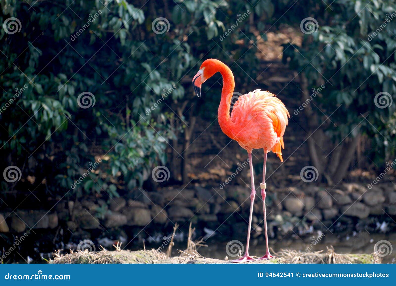 Rode Flamingo Picture. Image: 94642541