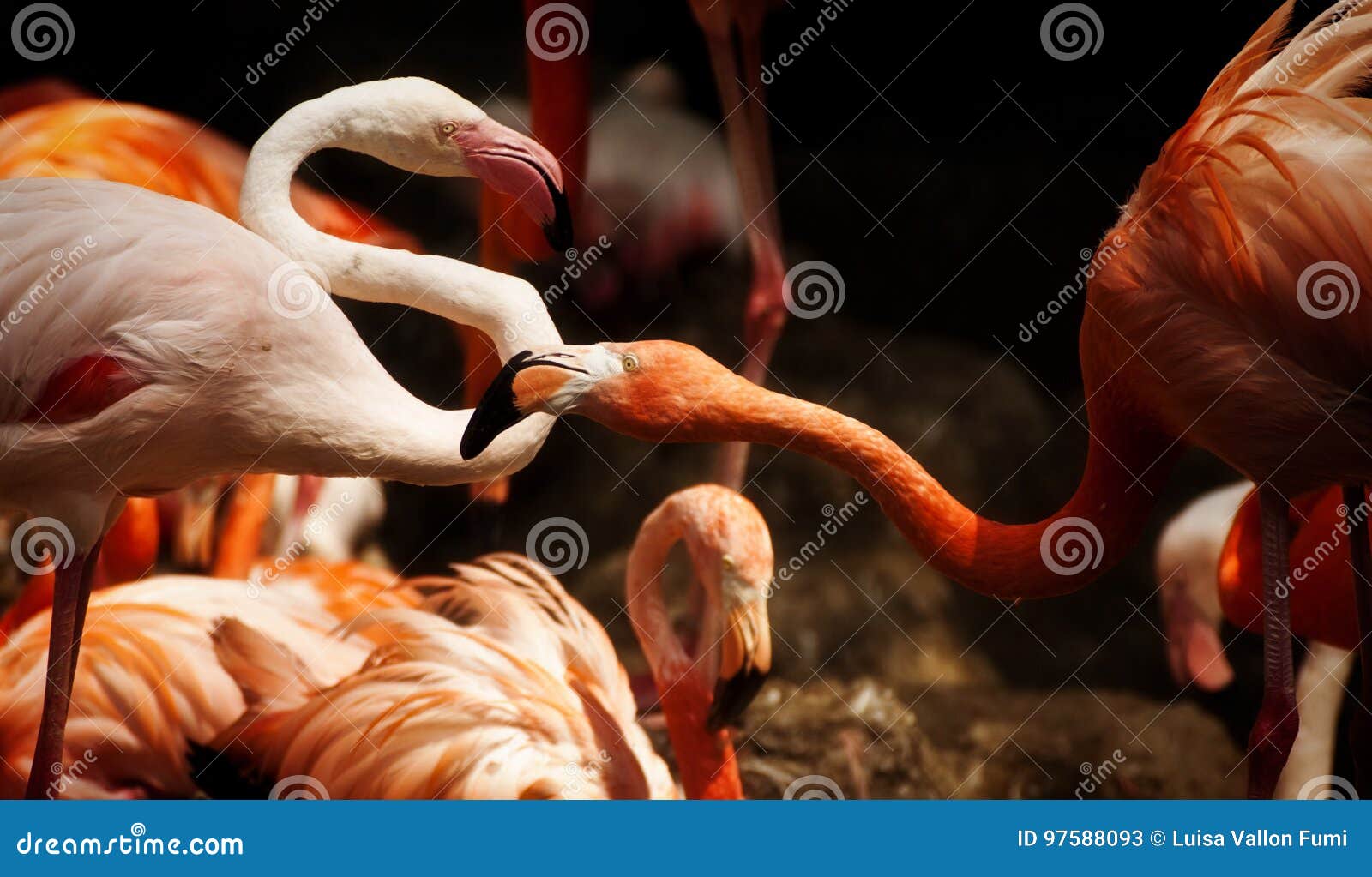 Rode flamingo's in kolonie stock afbeelding. Image of rood - 97588093