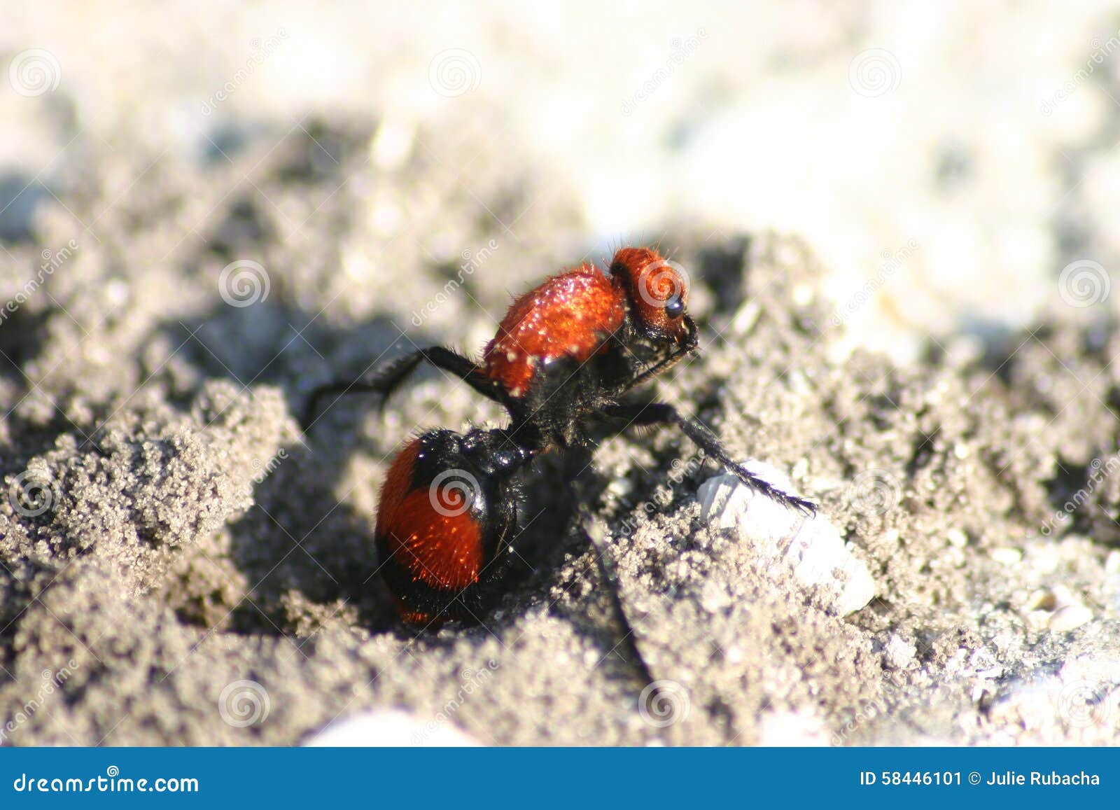 Rode Fluweel (Koemoordenaar) Wesp Stock Afbeelding - Image of insect ...