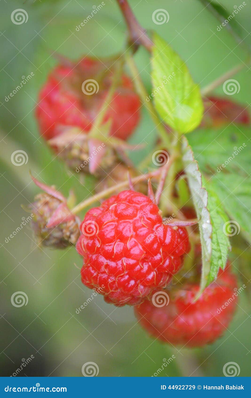 Rode frambozen stock afbeelding. Image of landbouwer - 44922729