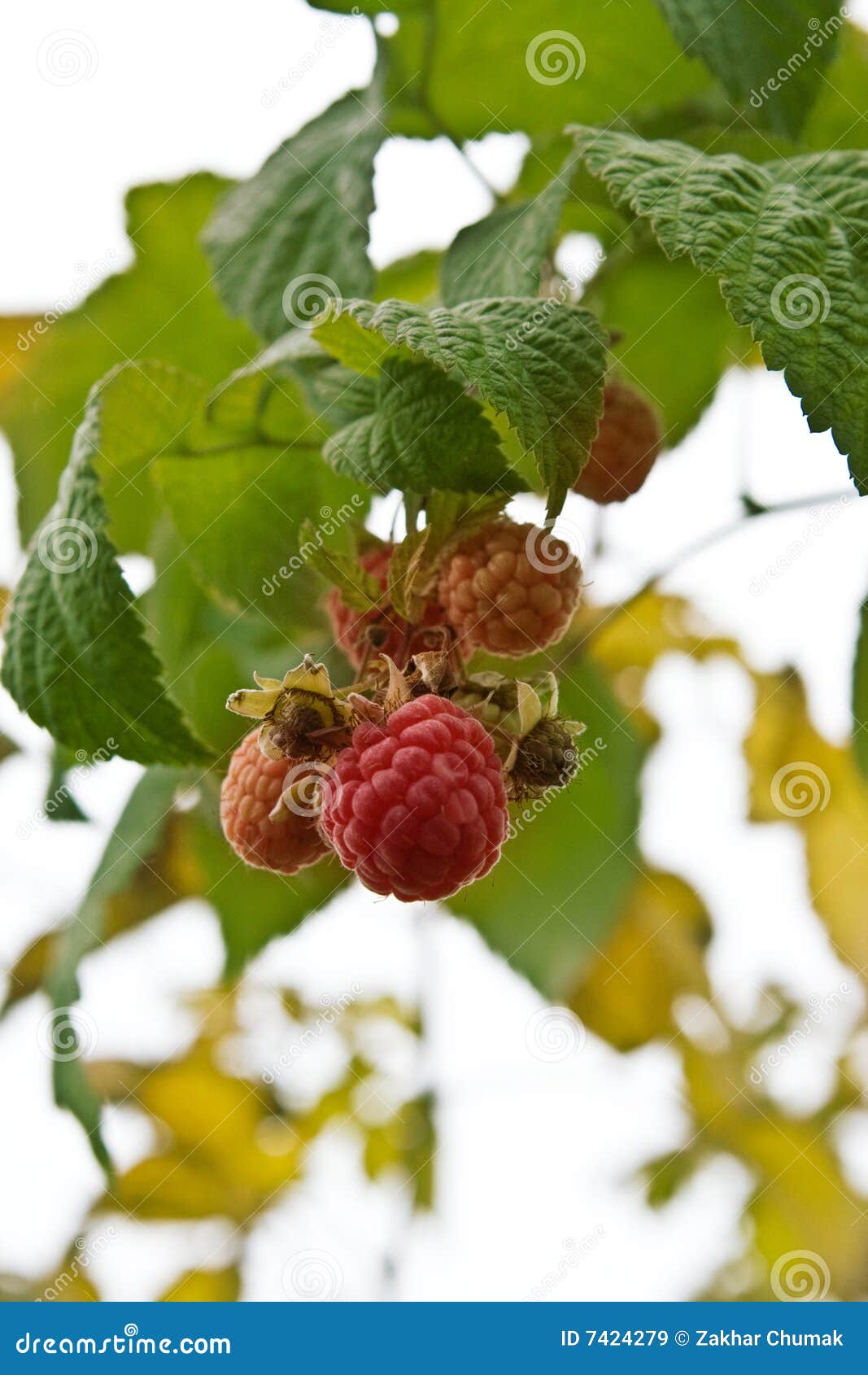 Rode frambozen stock afbeelding. Image of groen, gezond - 7424279