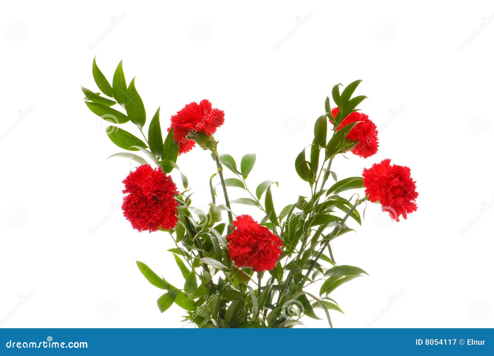 Rode geïsoleerdeh anjers stock afbeelding. Image of anjer - 8054117