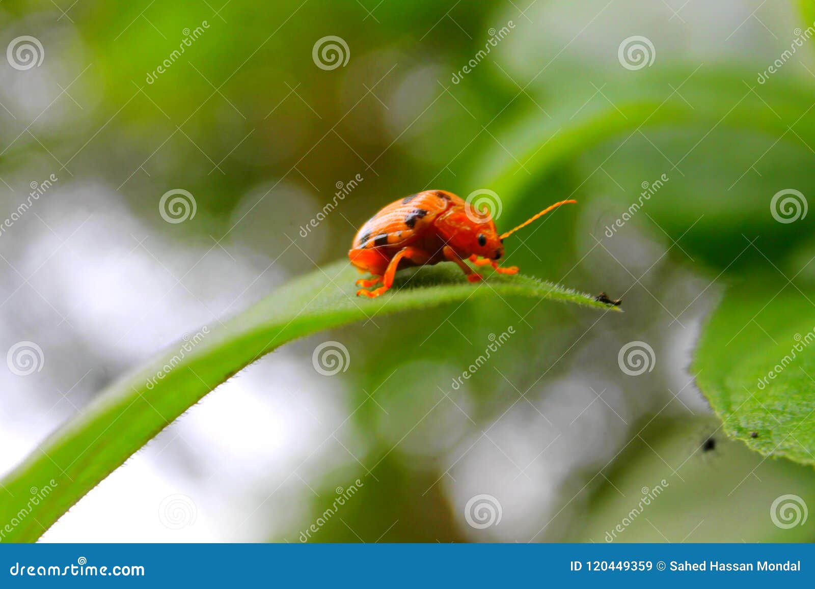 RODE GEKLEURDE INSECTEN OP BLAD Stock Afbeelding - Image of wildernis ...