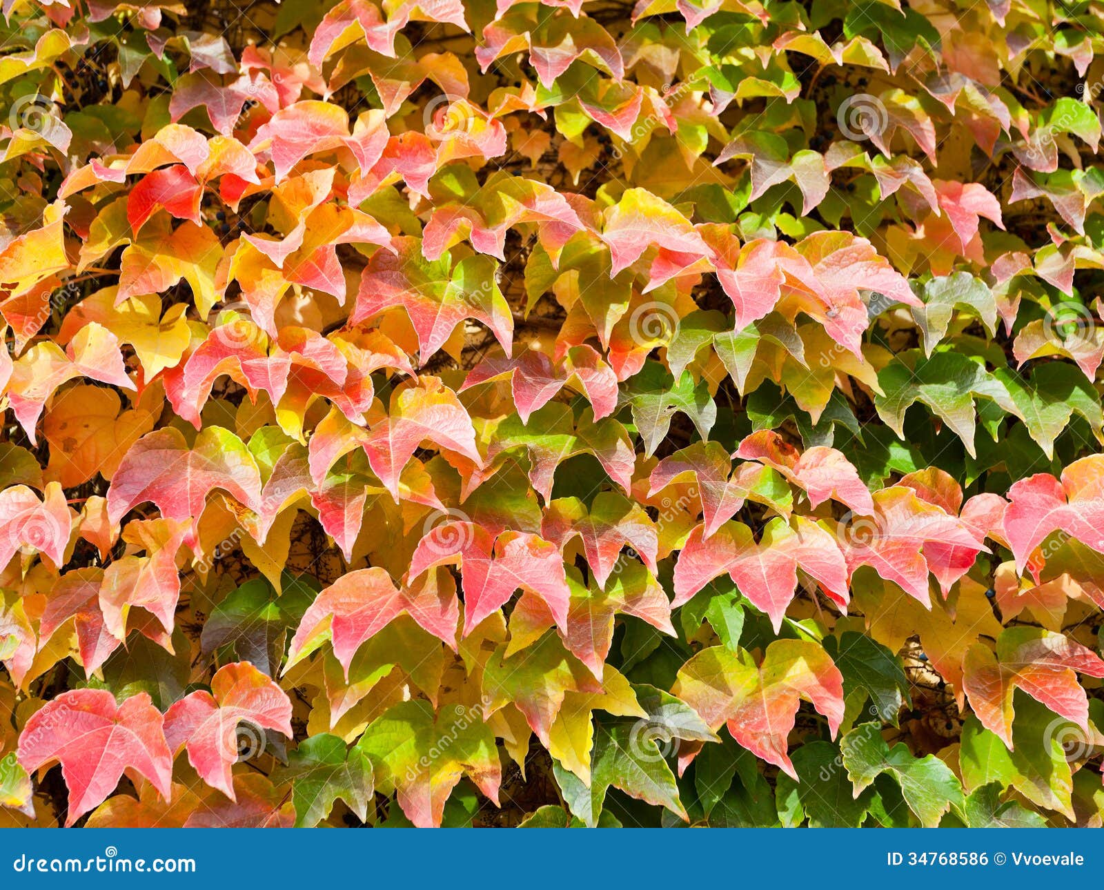 Rode, Gele, Groene Bladeren Van Klimop Stock Foto - Image of naughty ...