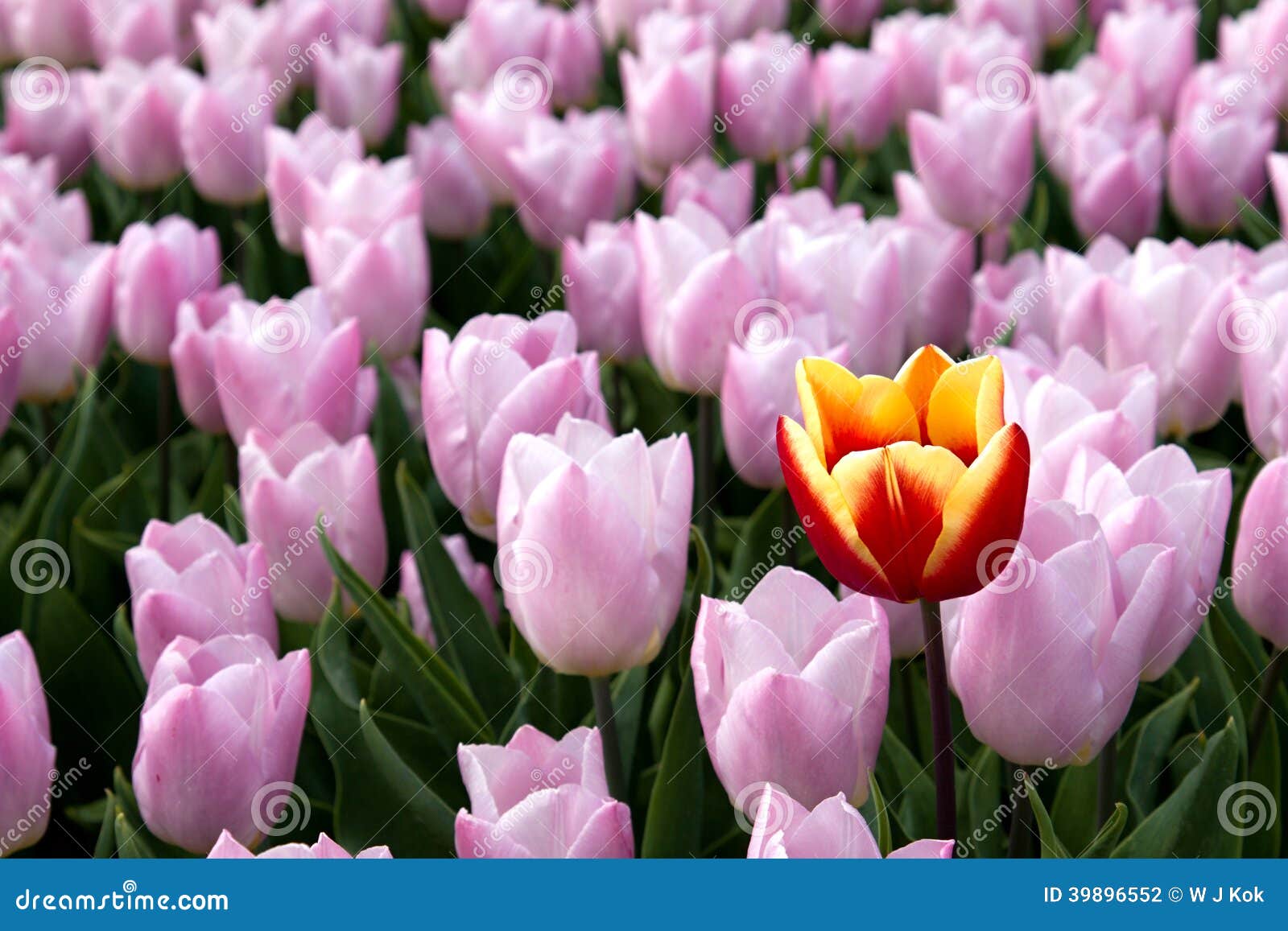 Rode Gele Tulp En Roze Tulpen Stock Foto - Image of installatie, lente ...