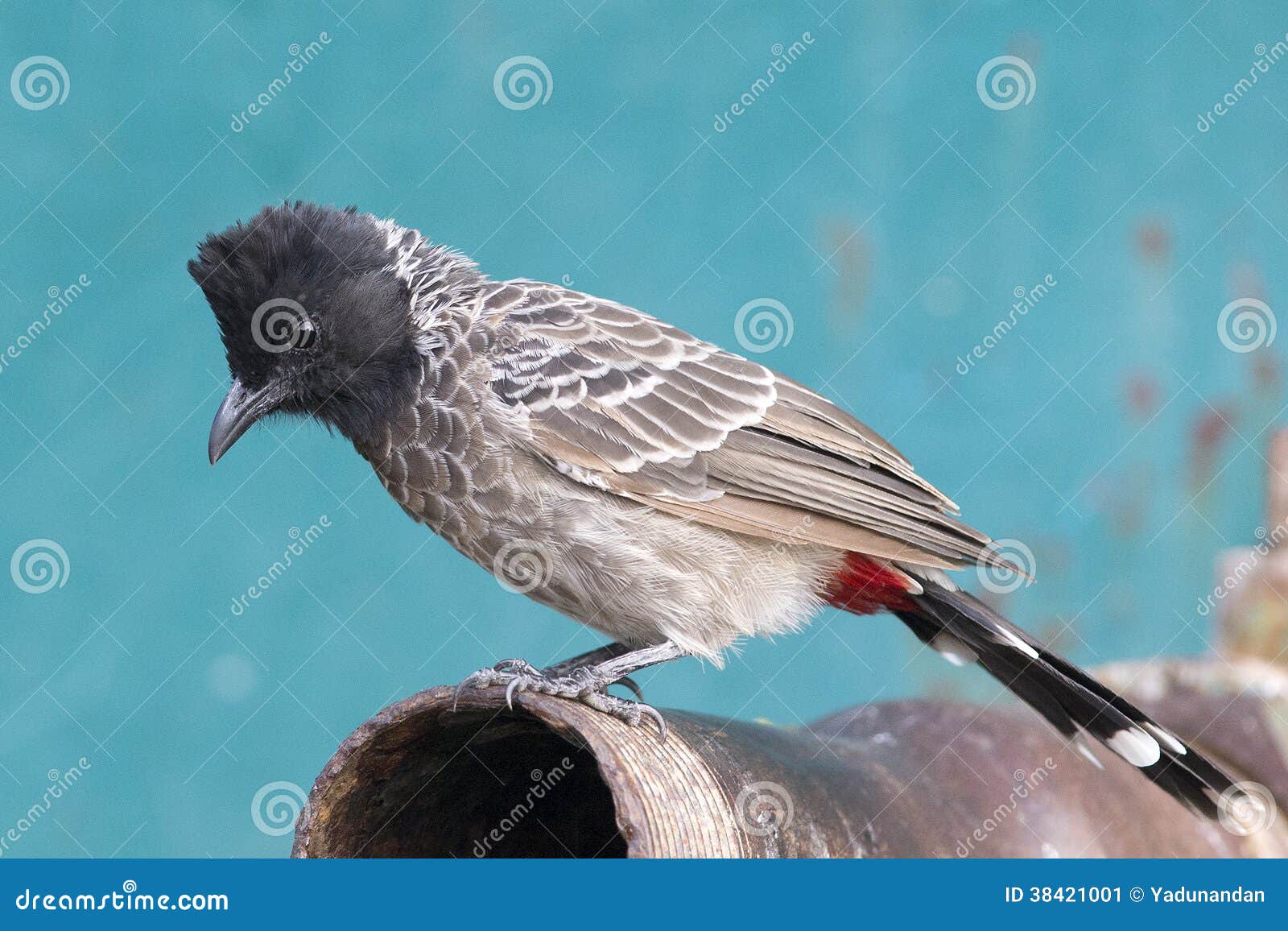 Rode geluchte Bulbul-vogel stock afbeelding. Image of indië - 38421001