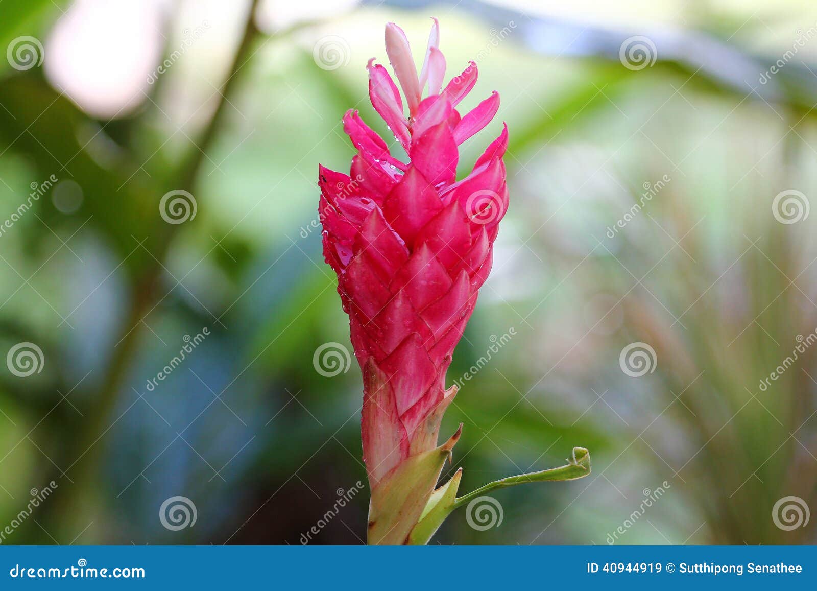 Rode Gember stock afbeelding. Image of noot, geroepen - 40944919