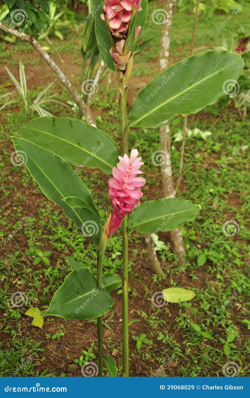 Rode Gember (Alpinia-purpurata) Stock Afbeelding - Image of flora ...