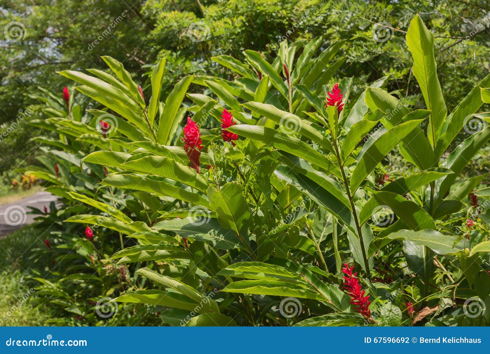 Rode Gember, Alpinia-purpurata Stock Foto - Image of trillend, flora ...