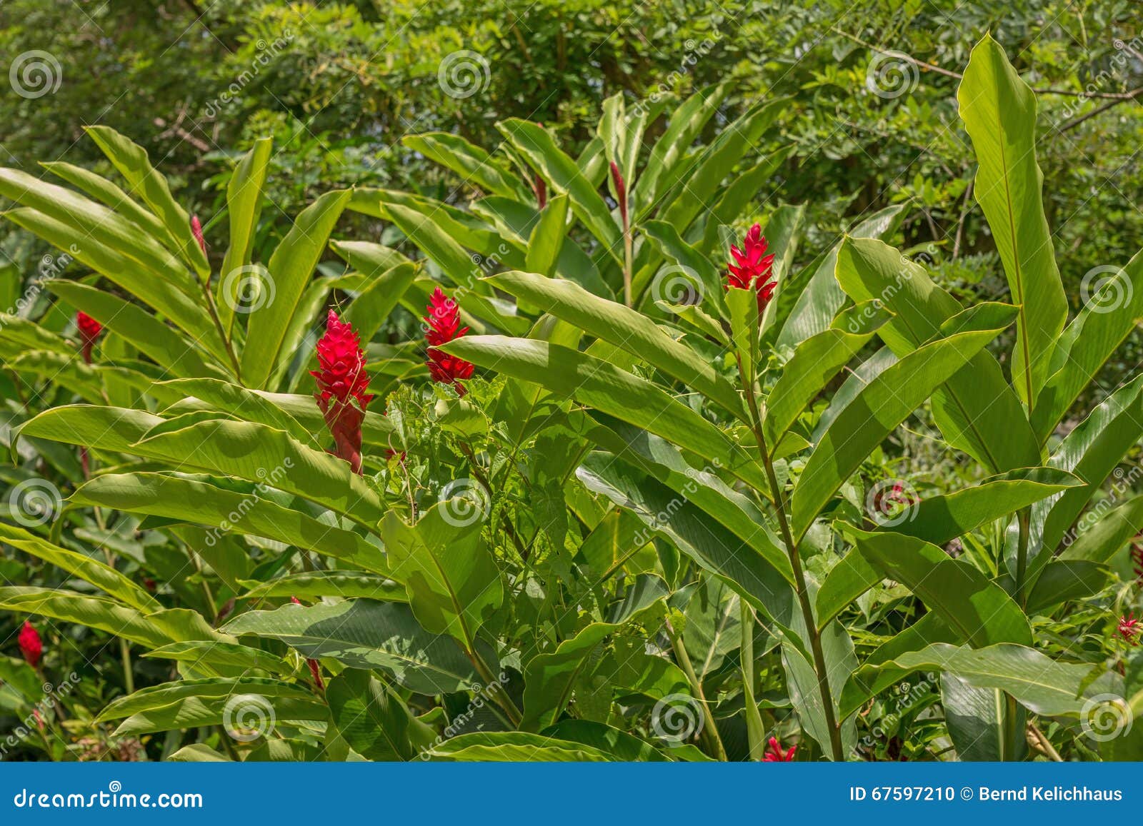 Rode Gember, Alpinia-purpurata Stock Foto - Image of kleur, naughty ...