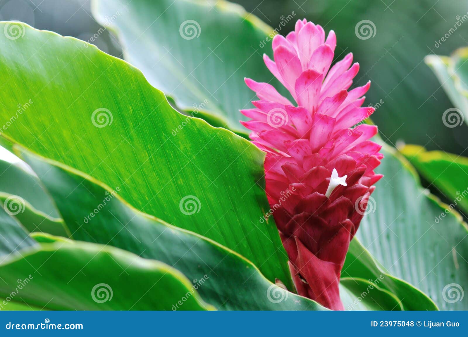 Rode Gember Awauhi Ula Ula stock foto. Image of gember - 23975048