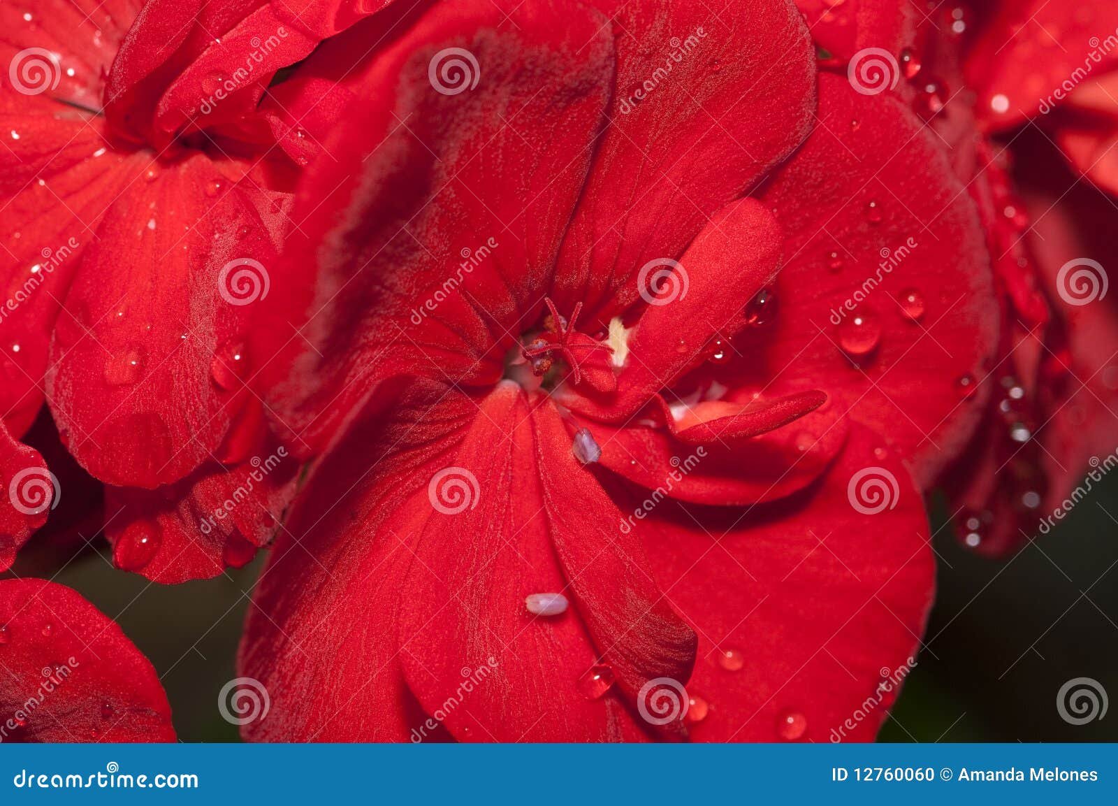 Rode Geranium stock foto. Image of nave, rood, helder - 12760060