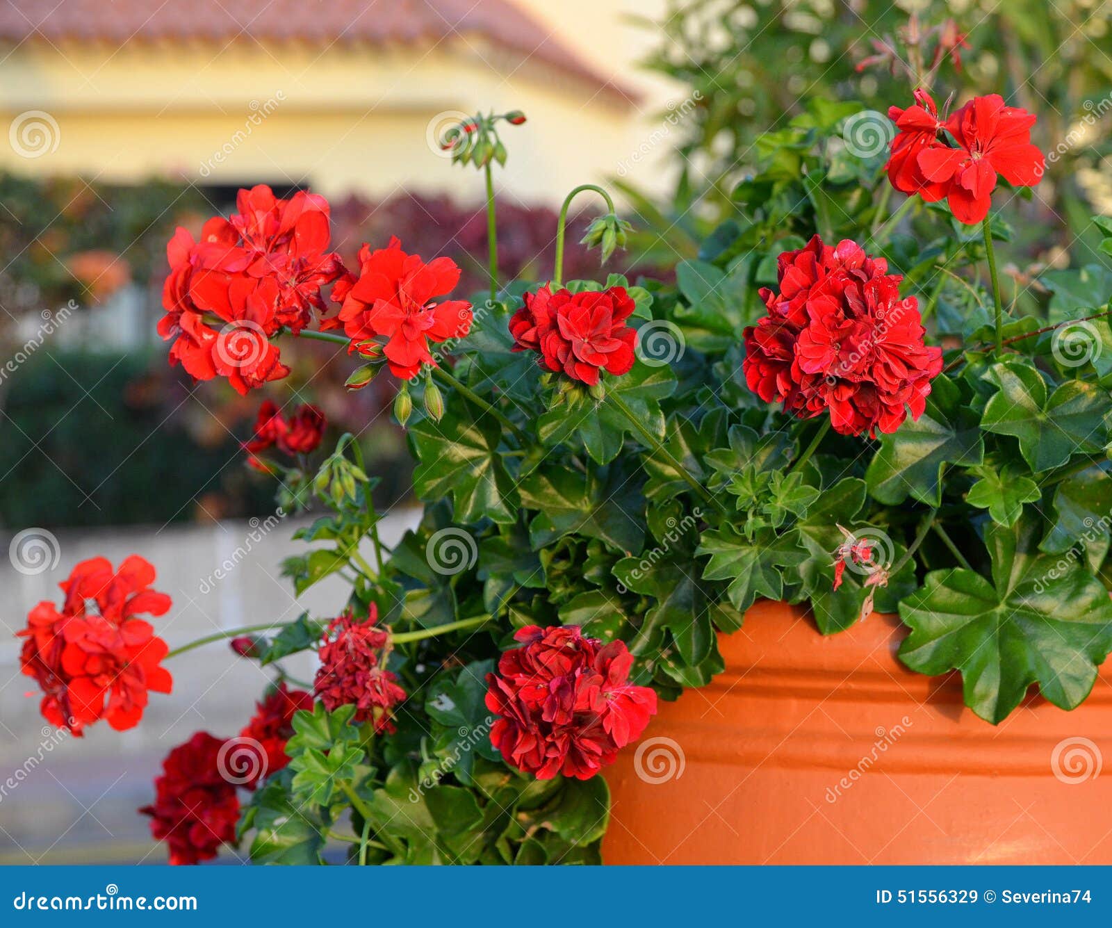 Rode geranium stock afbeelding. Image of seizoengebonden - 51556329