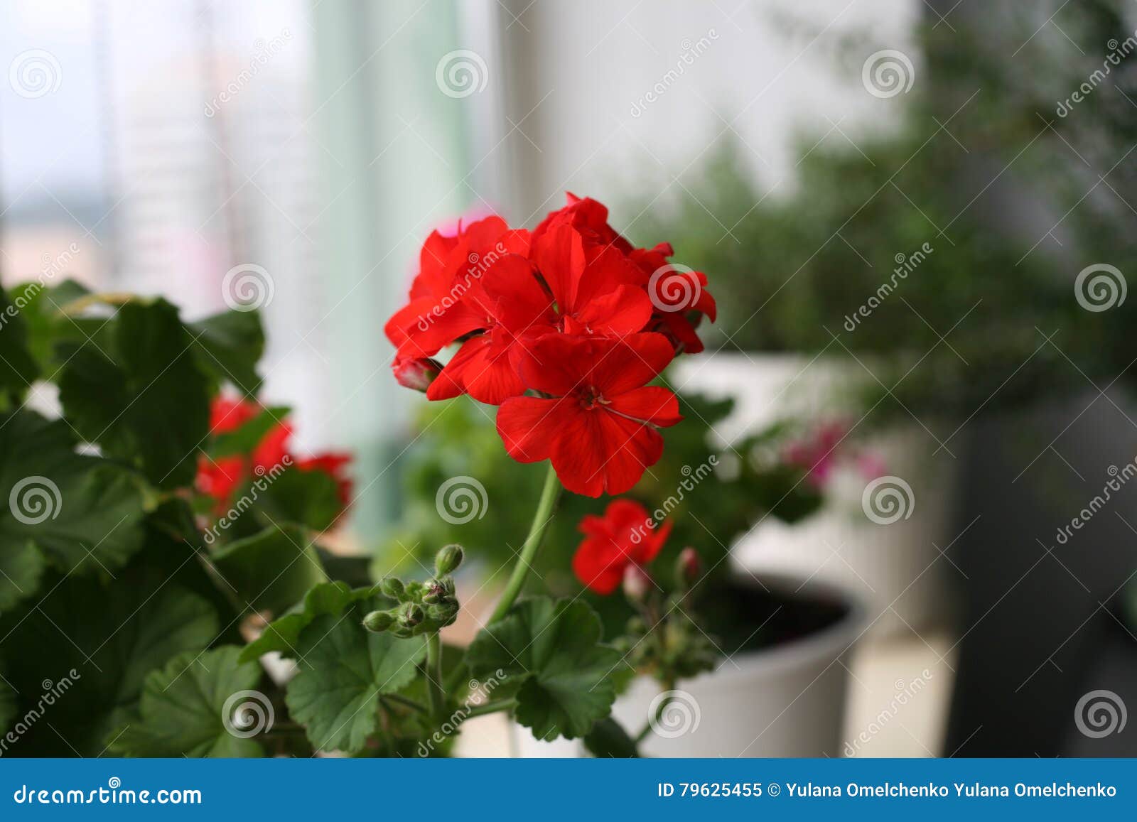 Rode geranium stock afbeelding. Image of geranium, ruimte - 79625455