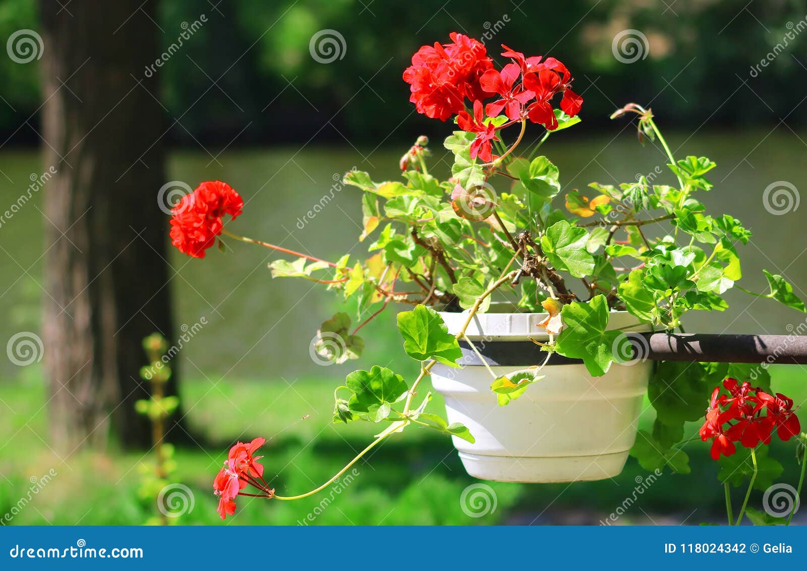 Rode Geranium Dichte Omhooggaand in De Pot in De Tuin Stock Foto ...