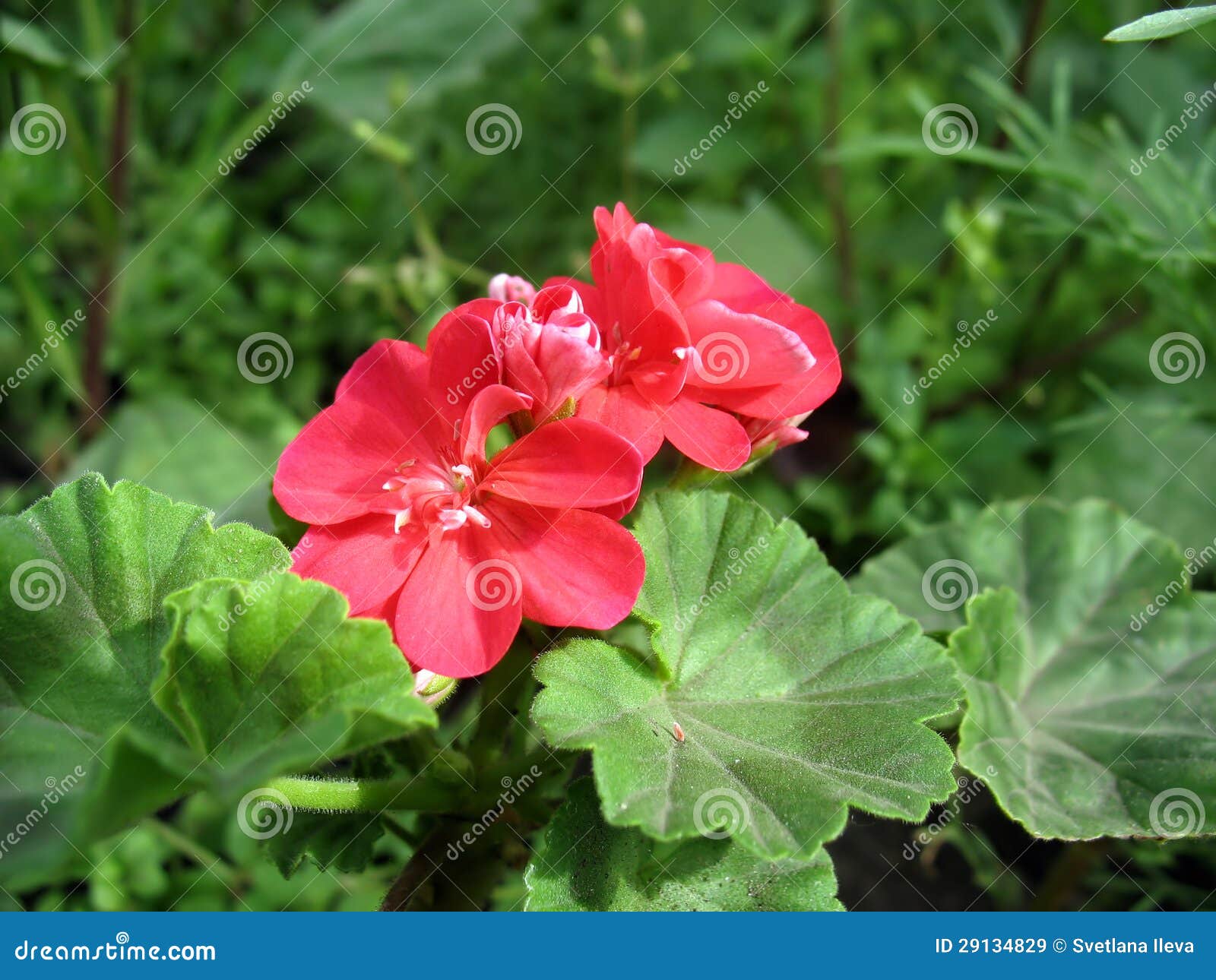 Rode Geranium (Ooievaarsbek Zonale) Stock Afbeelding - Image of ...