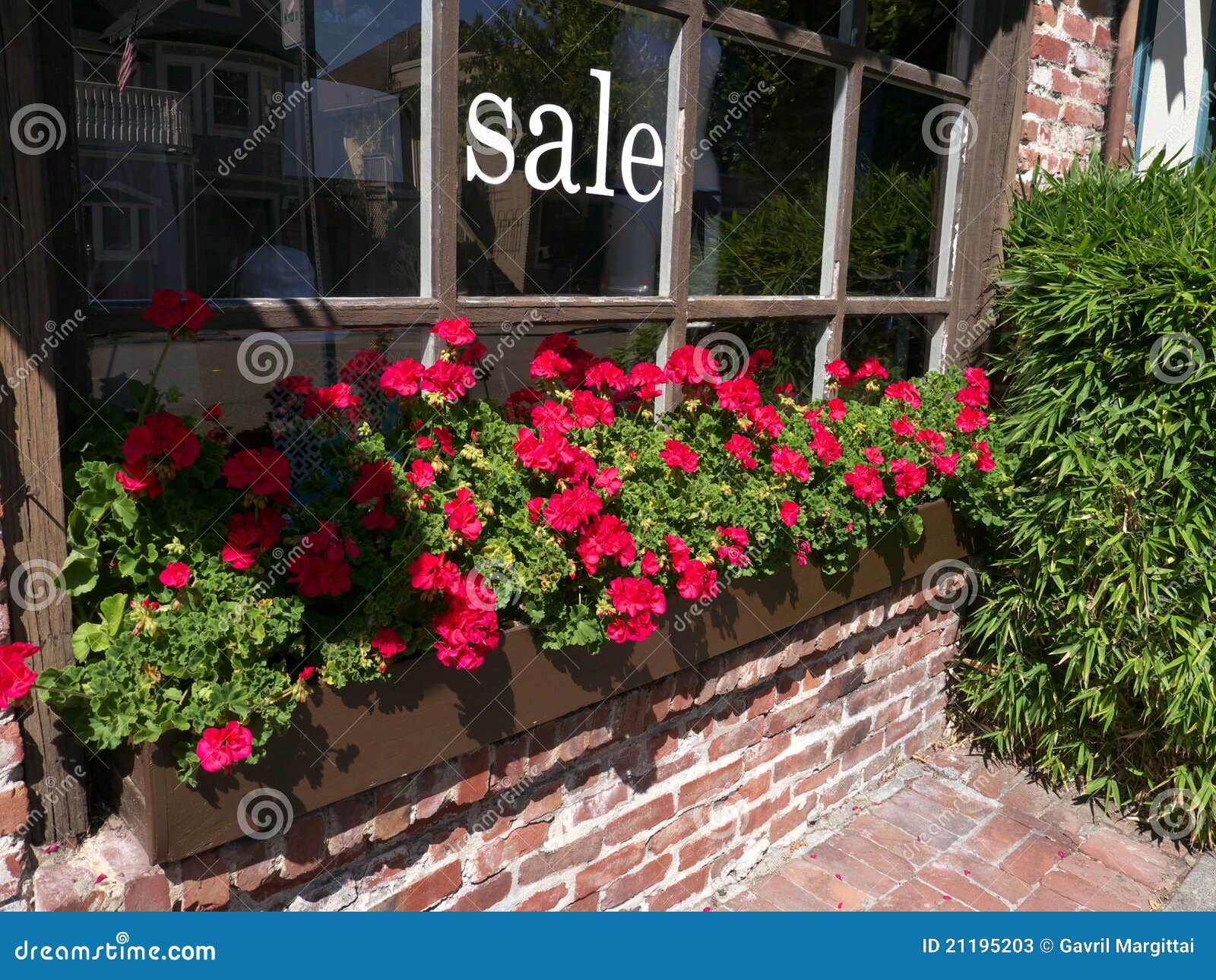 Rode Geranium in Vensterbank Van Een Winkel Stock Afbeelding - Image of ...
