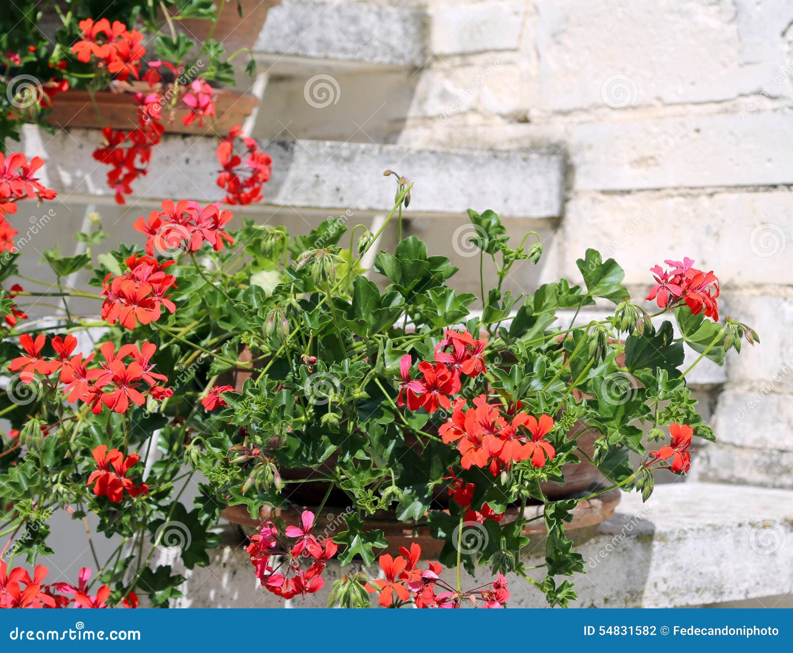 Rode Geraniums in De Trap Van Het Mediterrane Huis Stock Foto - Image ...