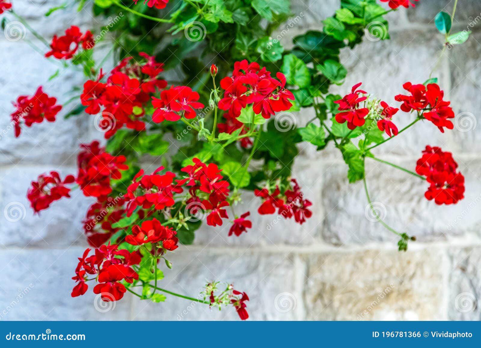 Rode geraniums stock foto. Image of decoratie, groen - 196781366