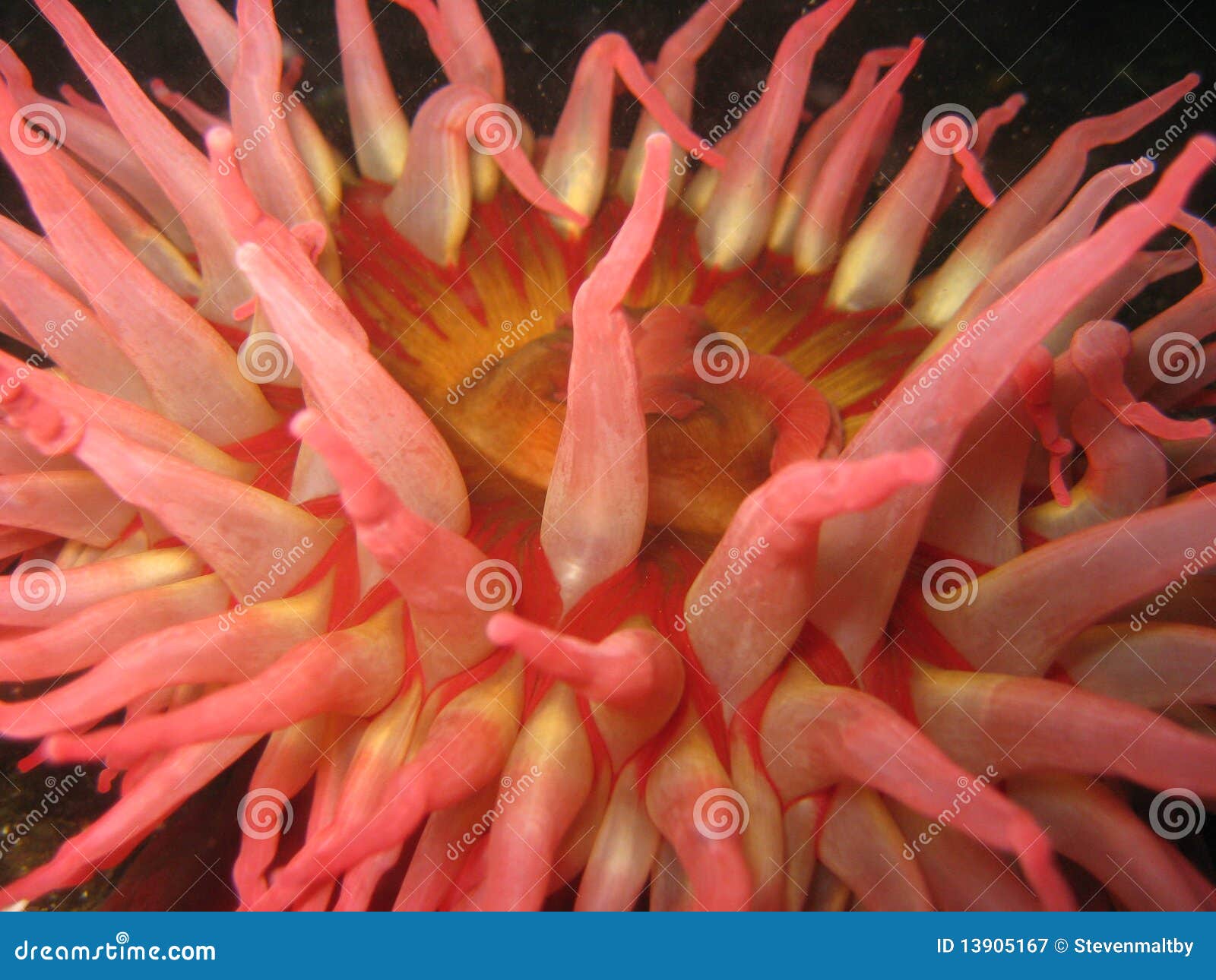 Rode Geschilderde Anemoon Onderwater Stock Afbeelding - Image of ...