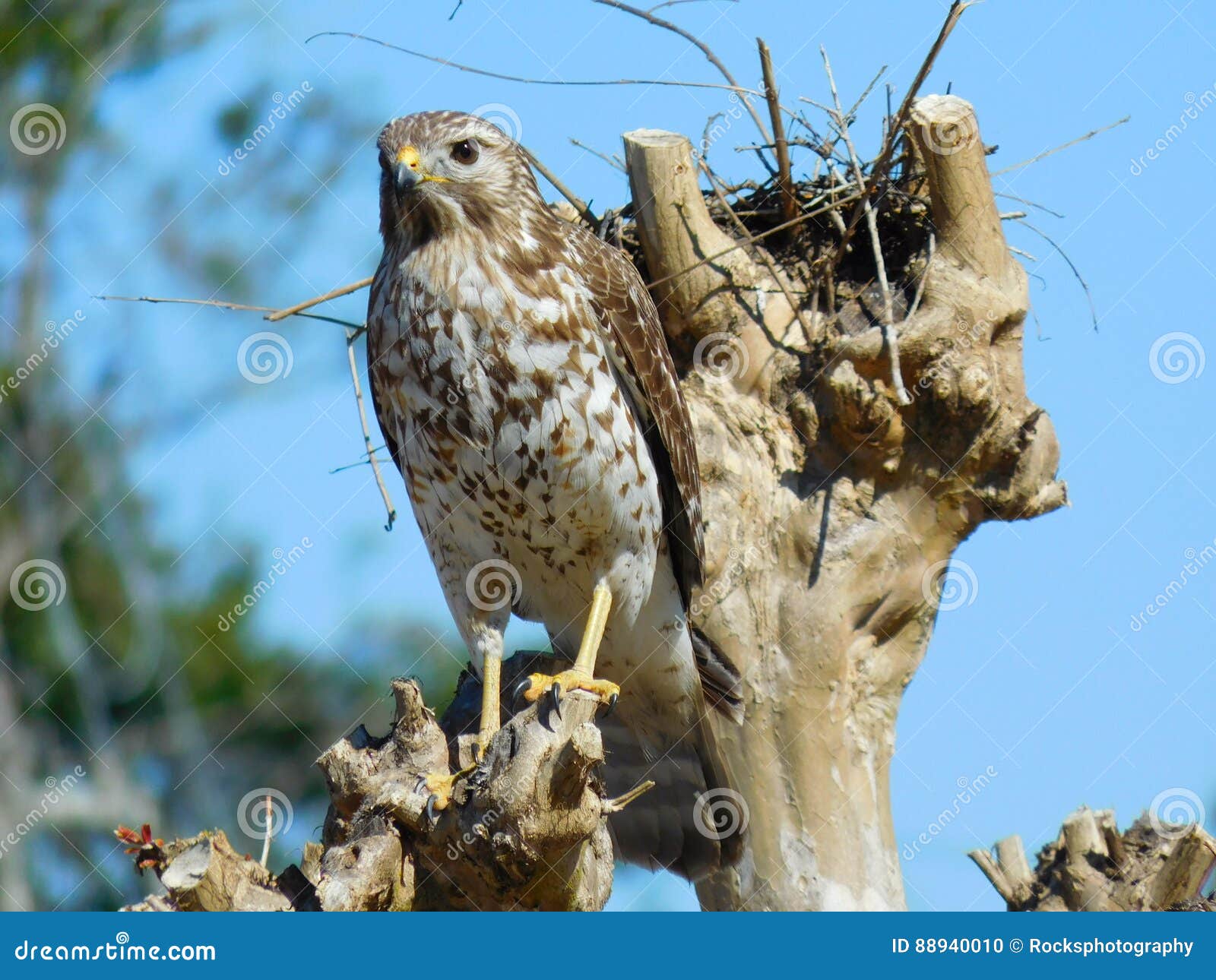 Rode Gesteunde Havik in Boom Door Nest Stock Foto - Image of nave ...