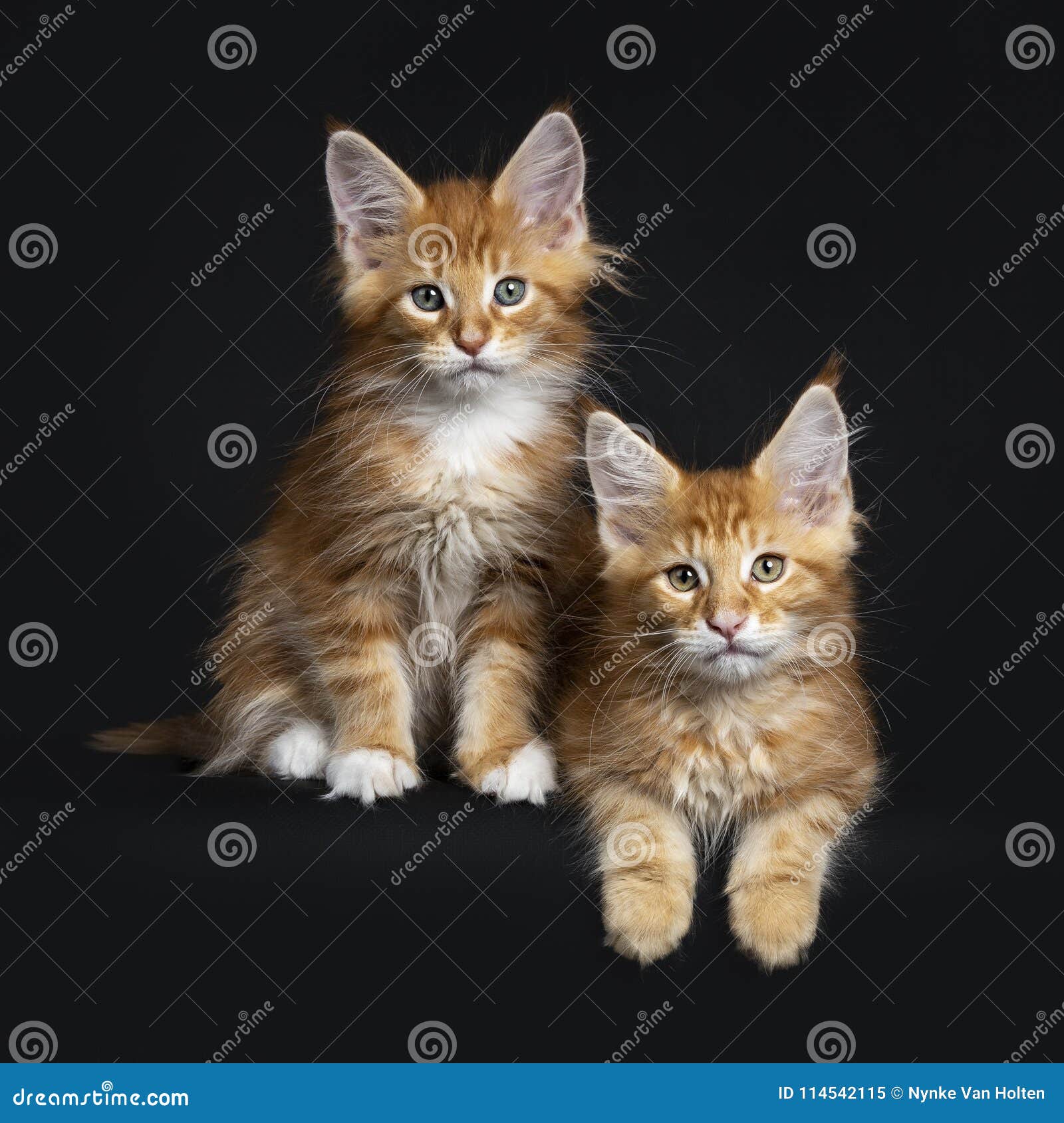 Rode Gestreepte Kat Twee Met Witte Maine Coon-katten Stock Afbeelding ...