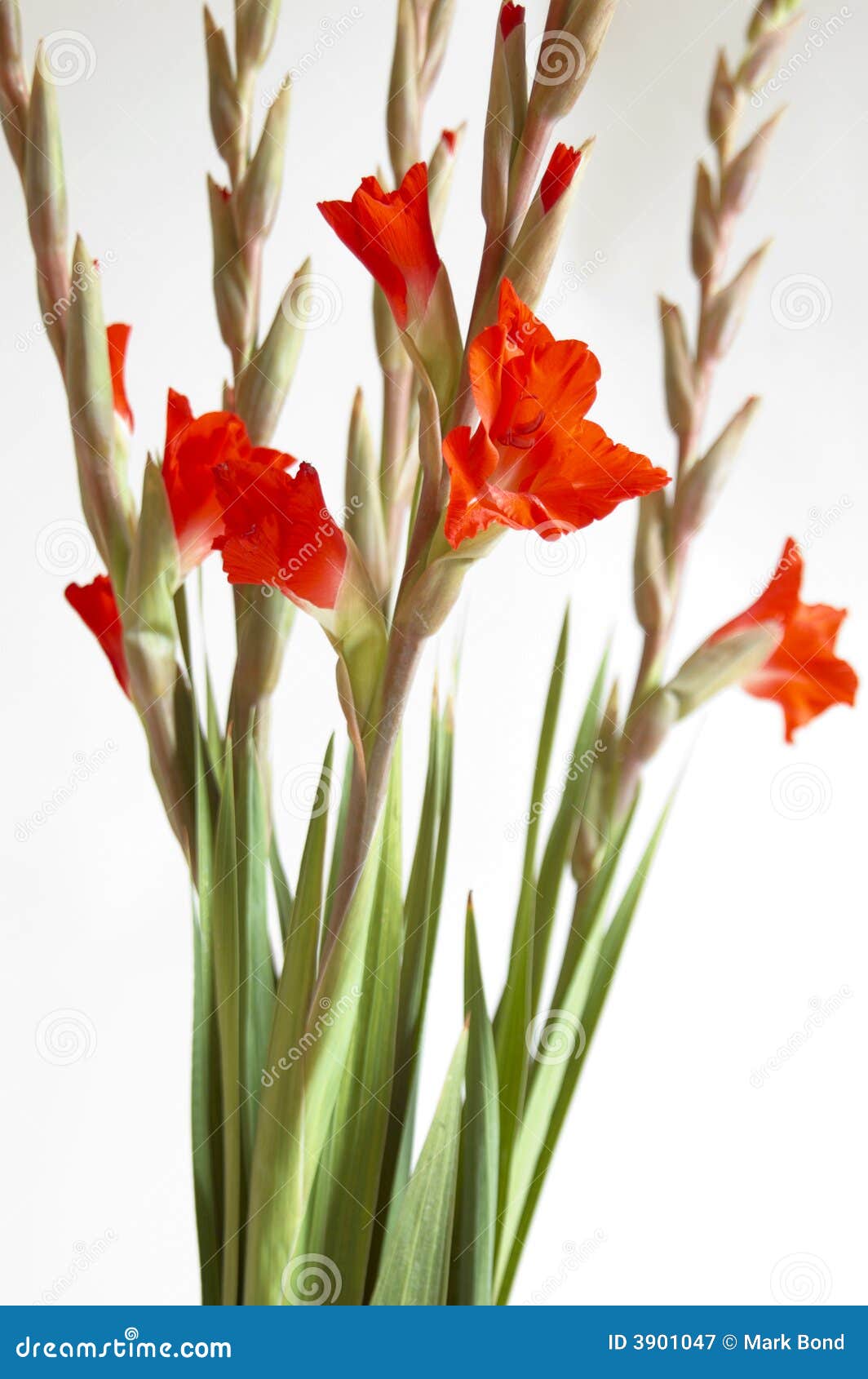 Rode Gladiolen stock afbeelding. Image of bloemblaadje - 3901047