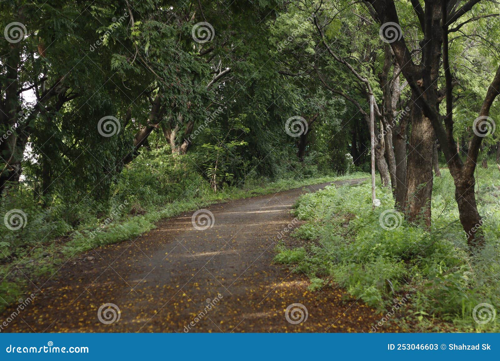 Rode and green forest stock image. Image of green, garden - 253046603