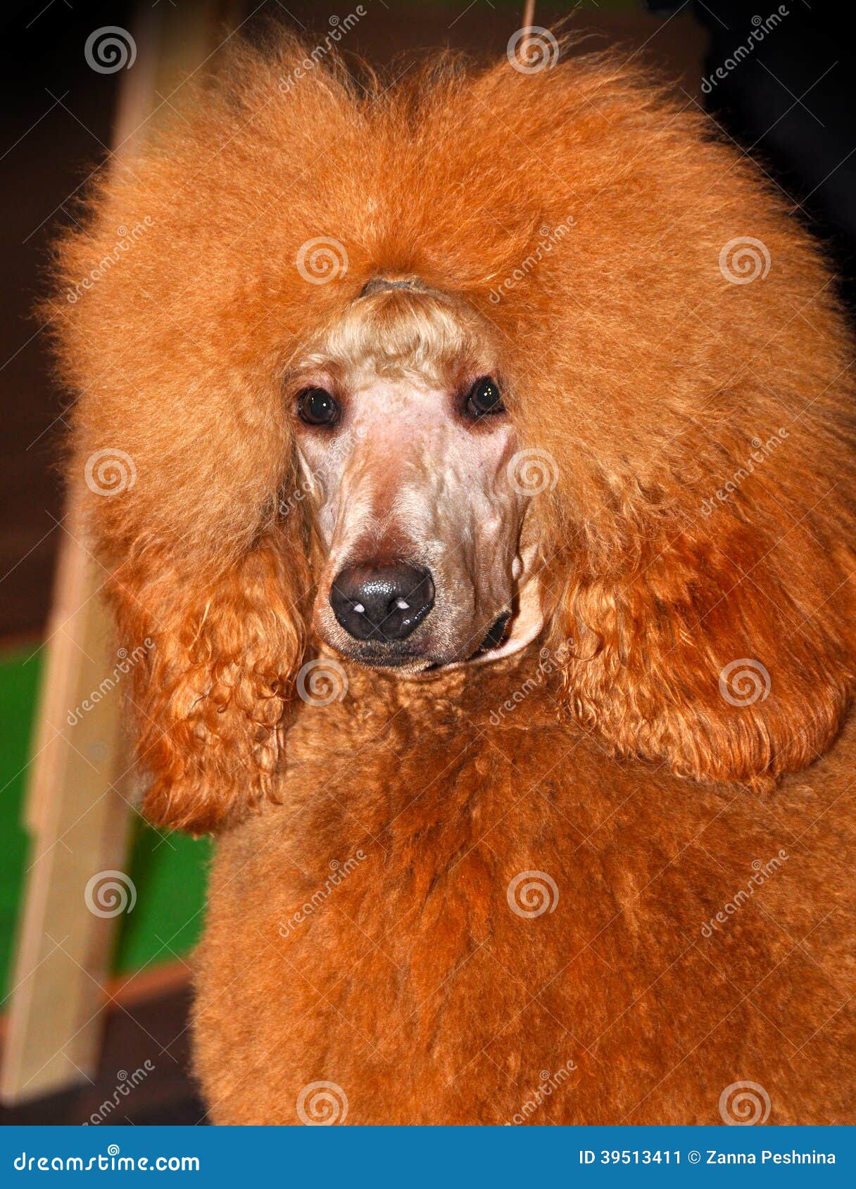 Rode grote poedel stock afbeelding. Image of rauw, aanbiddelijk - 39513411