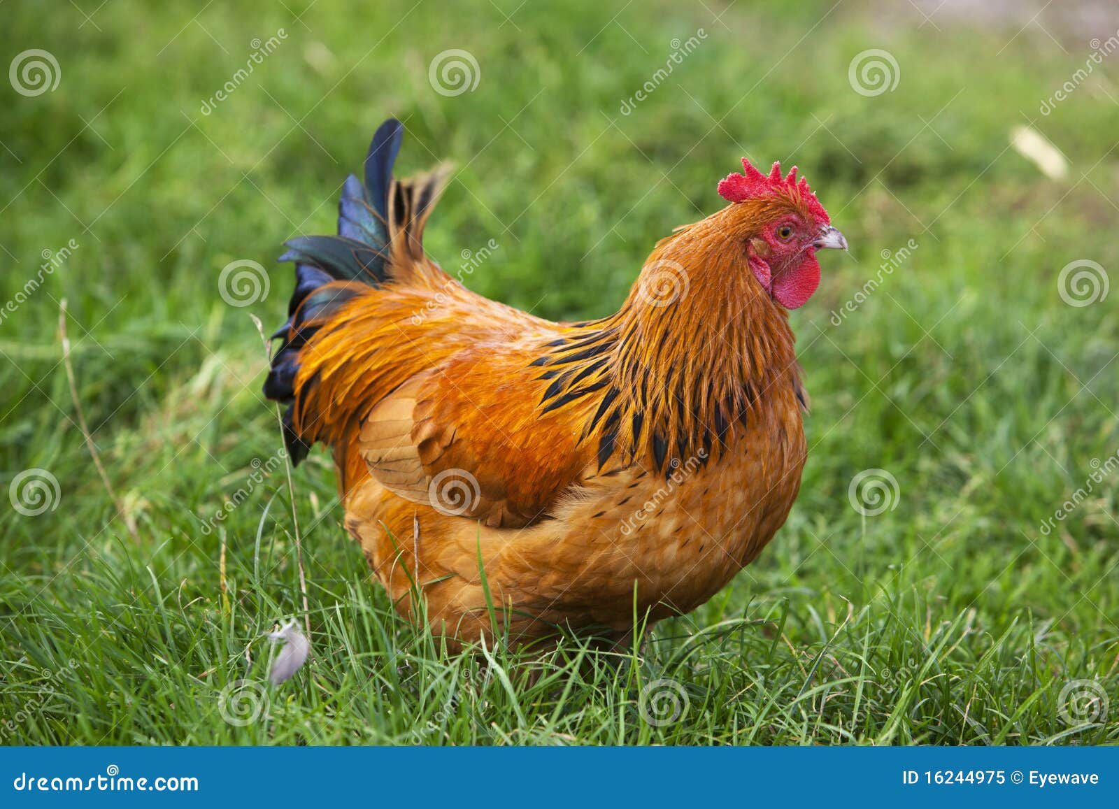 Rode haan stock afbeelding. Image of landbouwbedrijf - 16244975