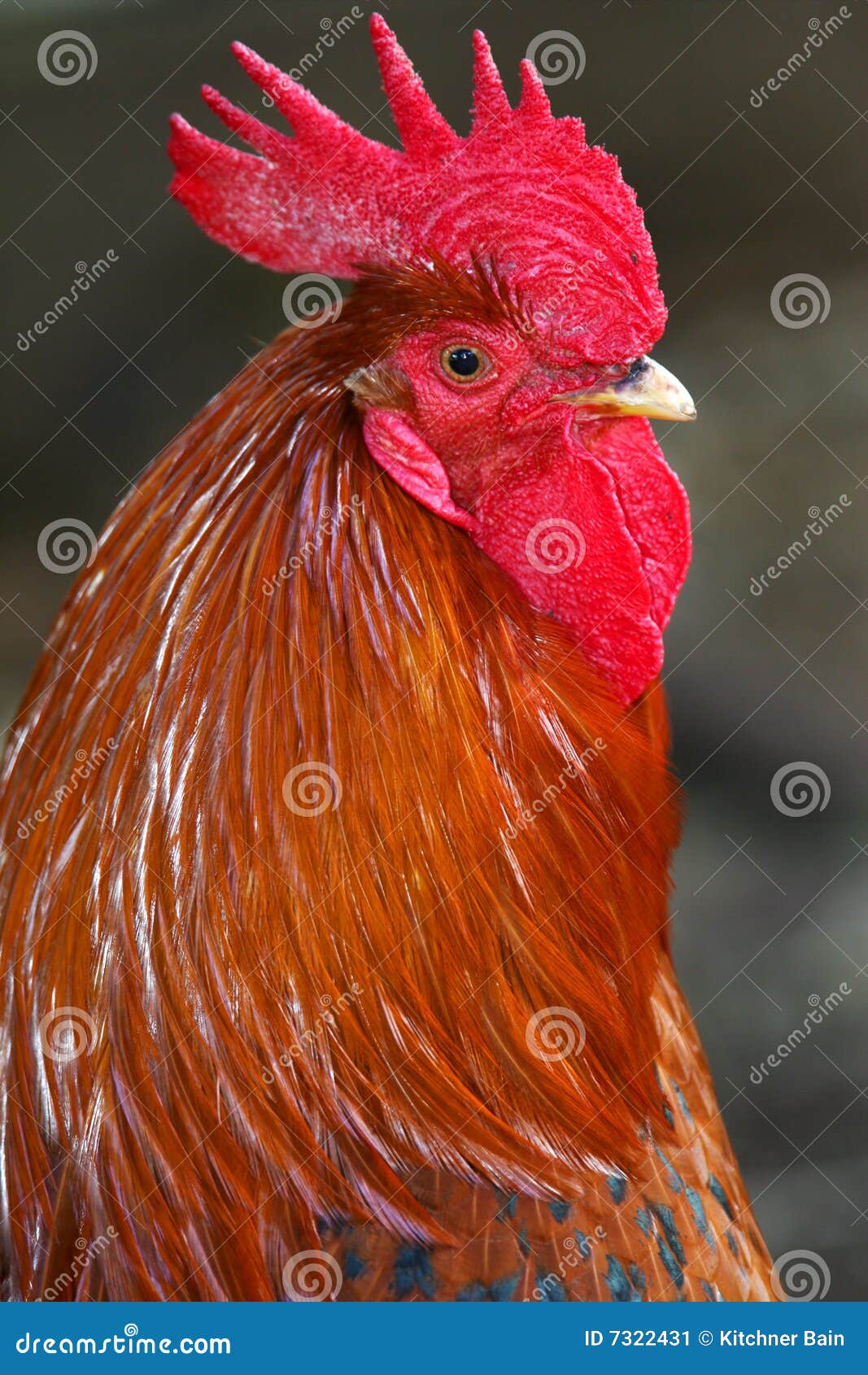 Rode Haan stock afbeelding. Image of rood, hanen, boerenerf - 7322431