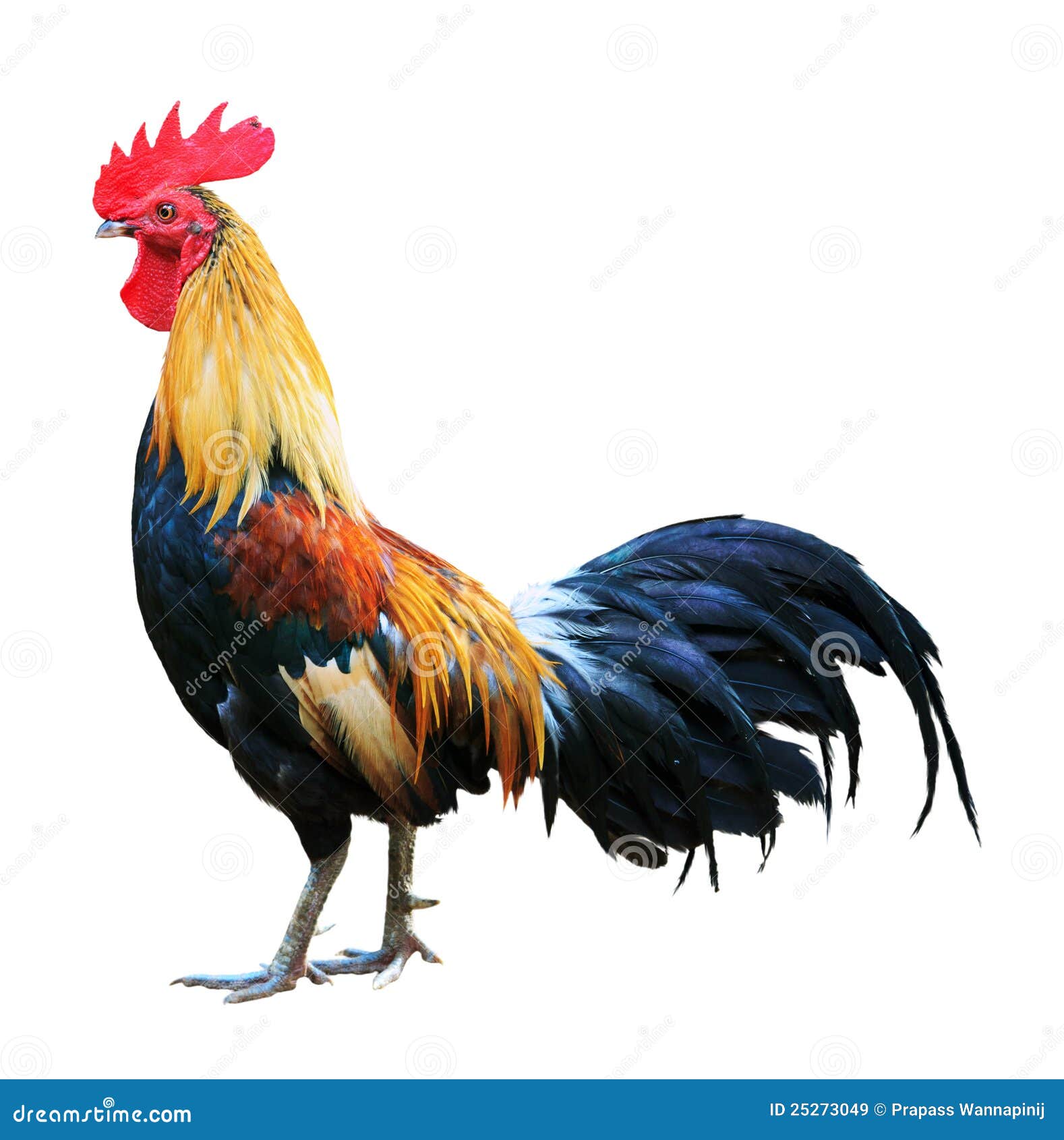 Rode Haan Op Witte Achtergrond Stock Afbeelding - Image of ...