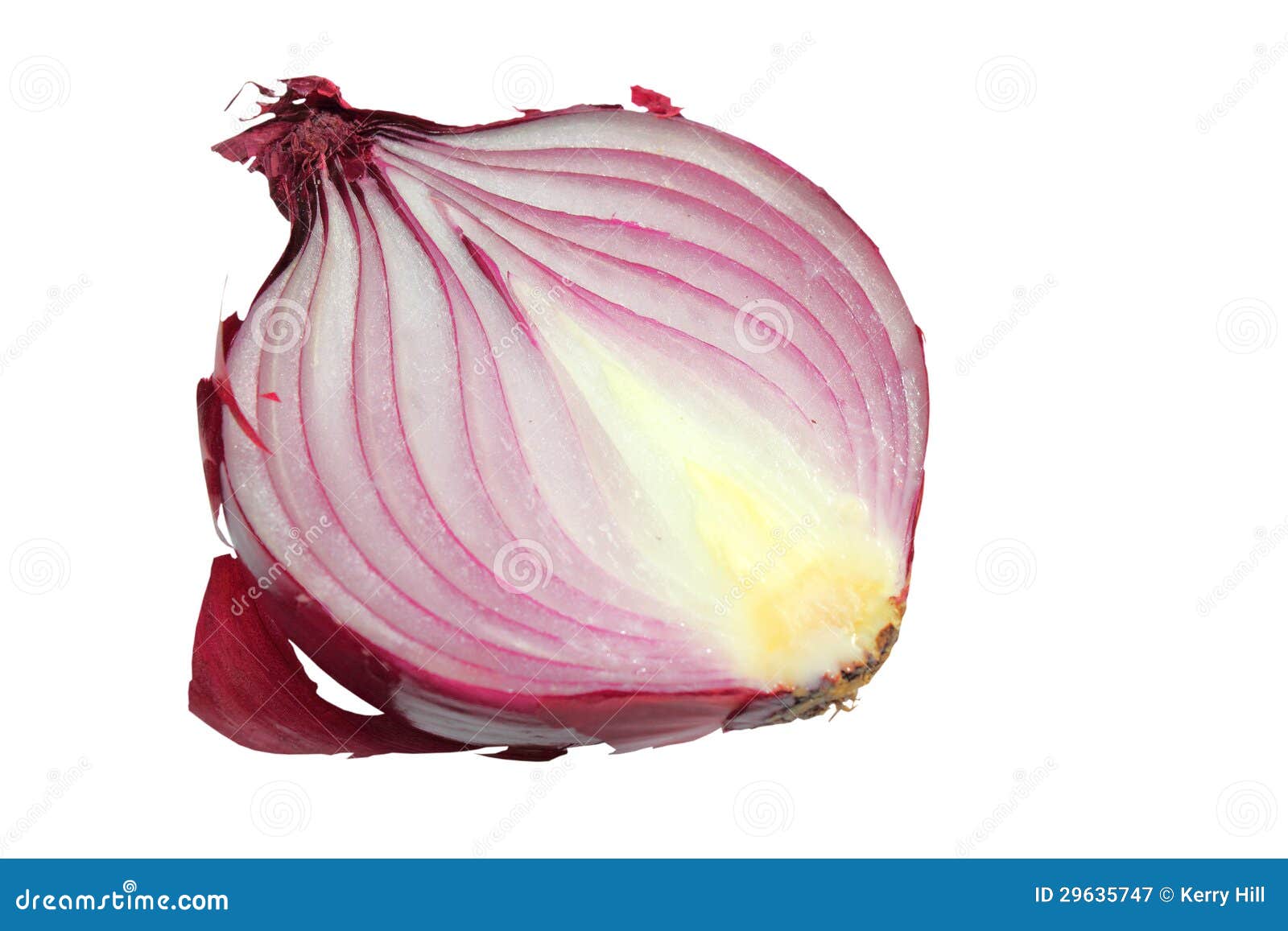 Rode halve ui stock afbeelding. Image of ingrediënt, installatie - 29635747