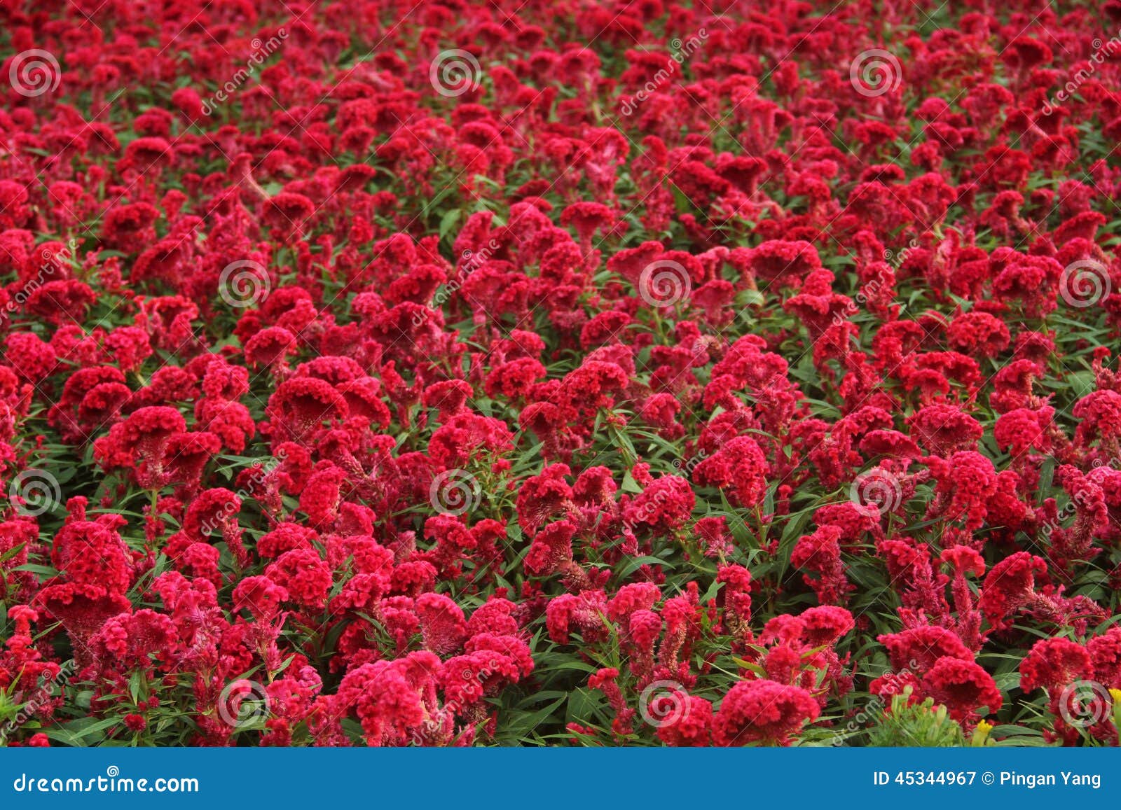 Rode Hanekam stock afbeelding. Image of gecultiveerd - 45344967