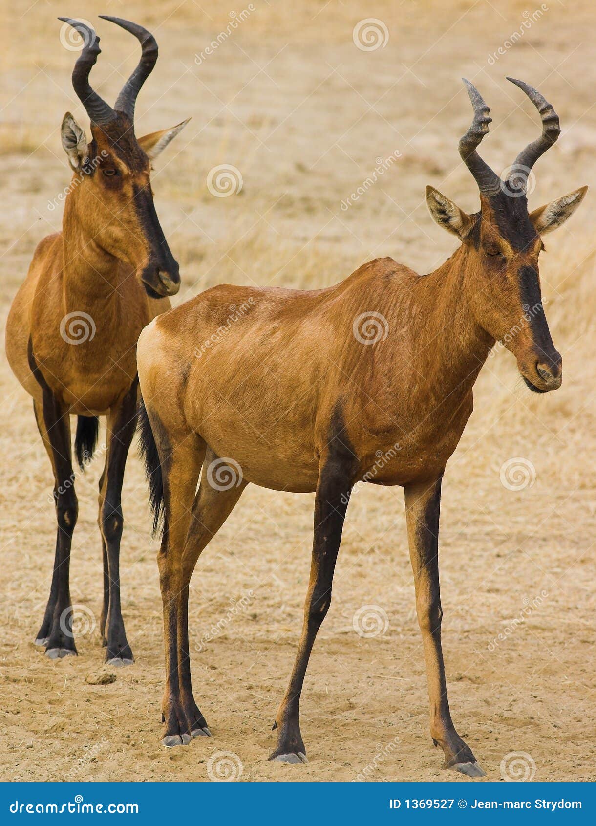 Rode Hartebeest stock afbeelding. Image of woestijn, rood - 1369527