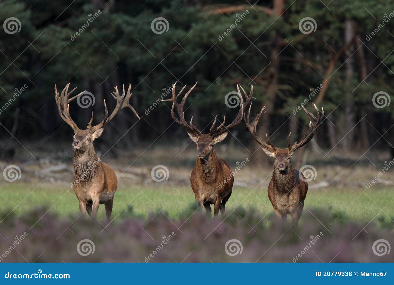 Rode Herten stock foto. Image of nave, sinaasappel, familie - 20779338