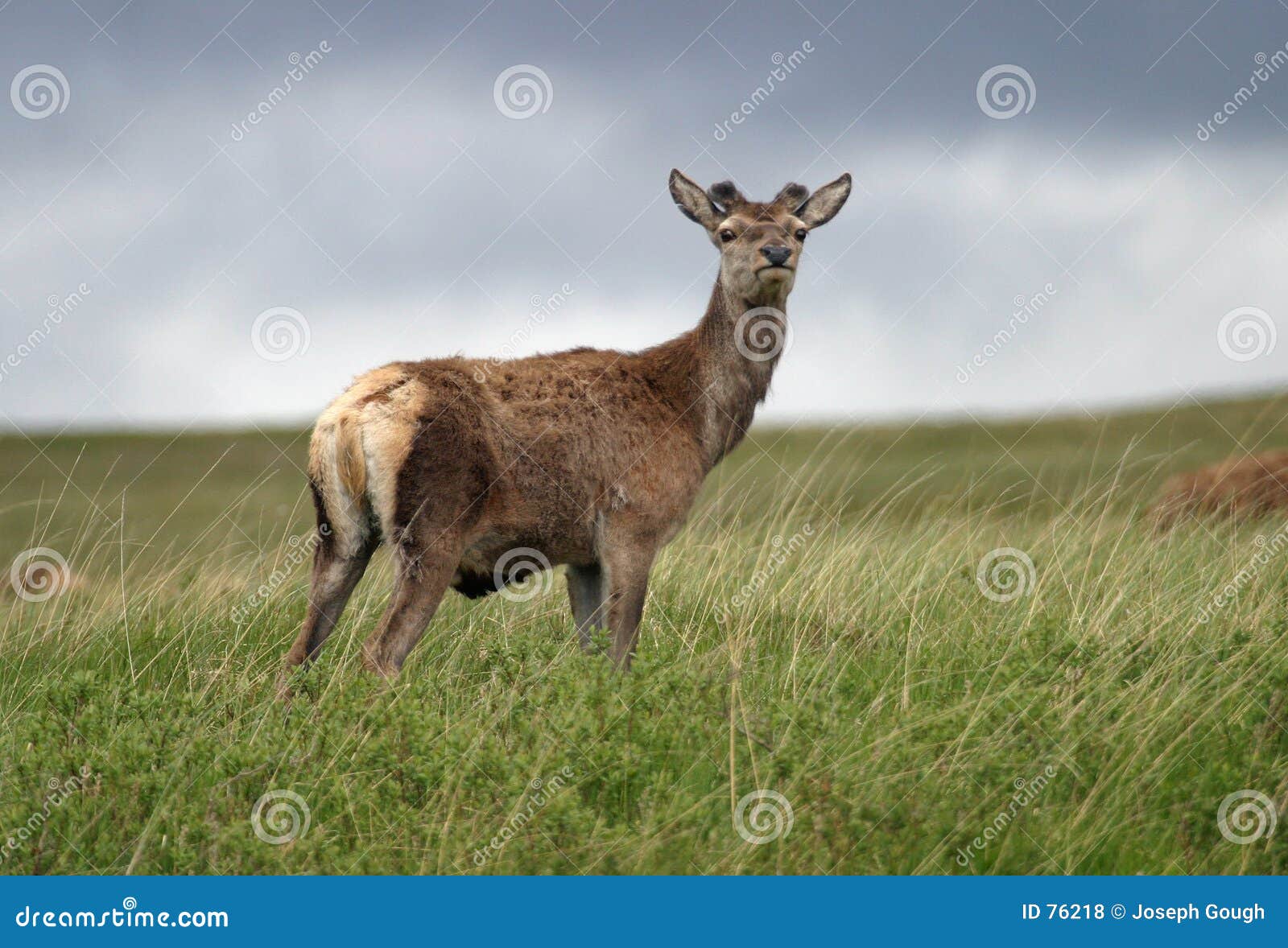 Rode Herten stock foto. Image of dier, rood, schots, herten - 76218