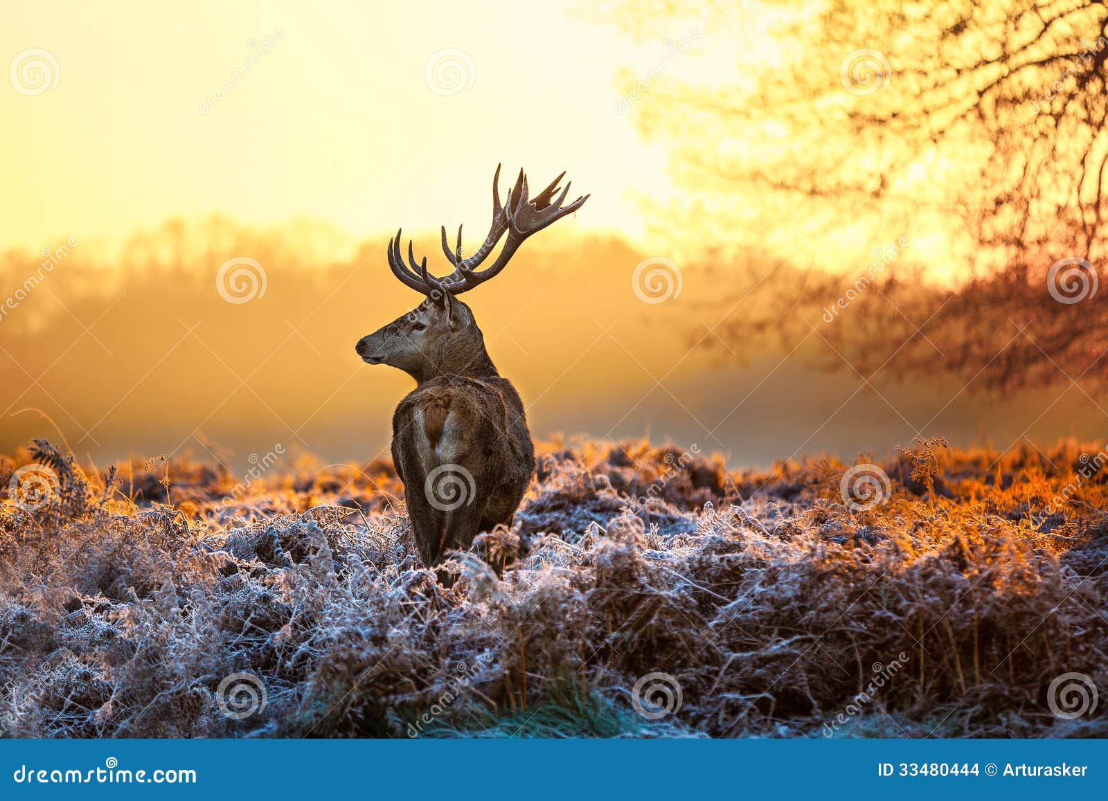 Rode Herten in Ochtendzon stock foto. Image of safari - 33480444