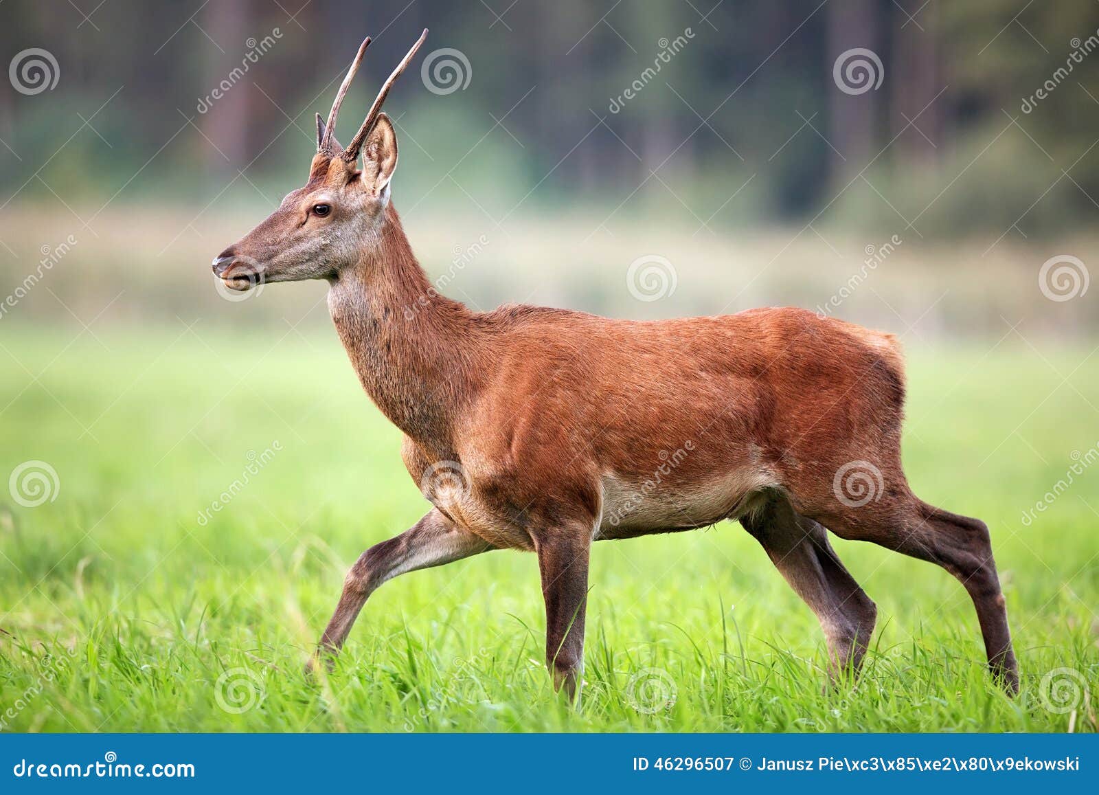 Rode Herten Op De Looppas in De Wildernis Stock Afbeelding - Image of ...