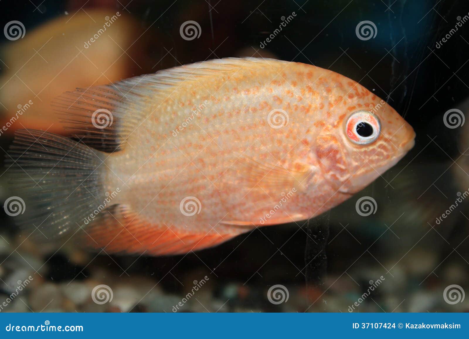 Rode Het Aquariumvissen Bevlekte Van Severum (Cichlasoma-severum) Stock ...