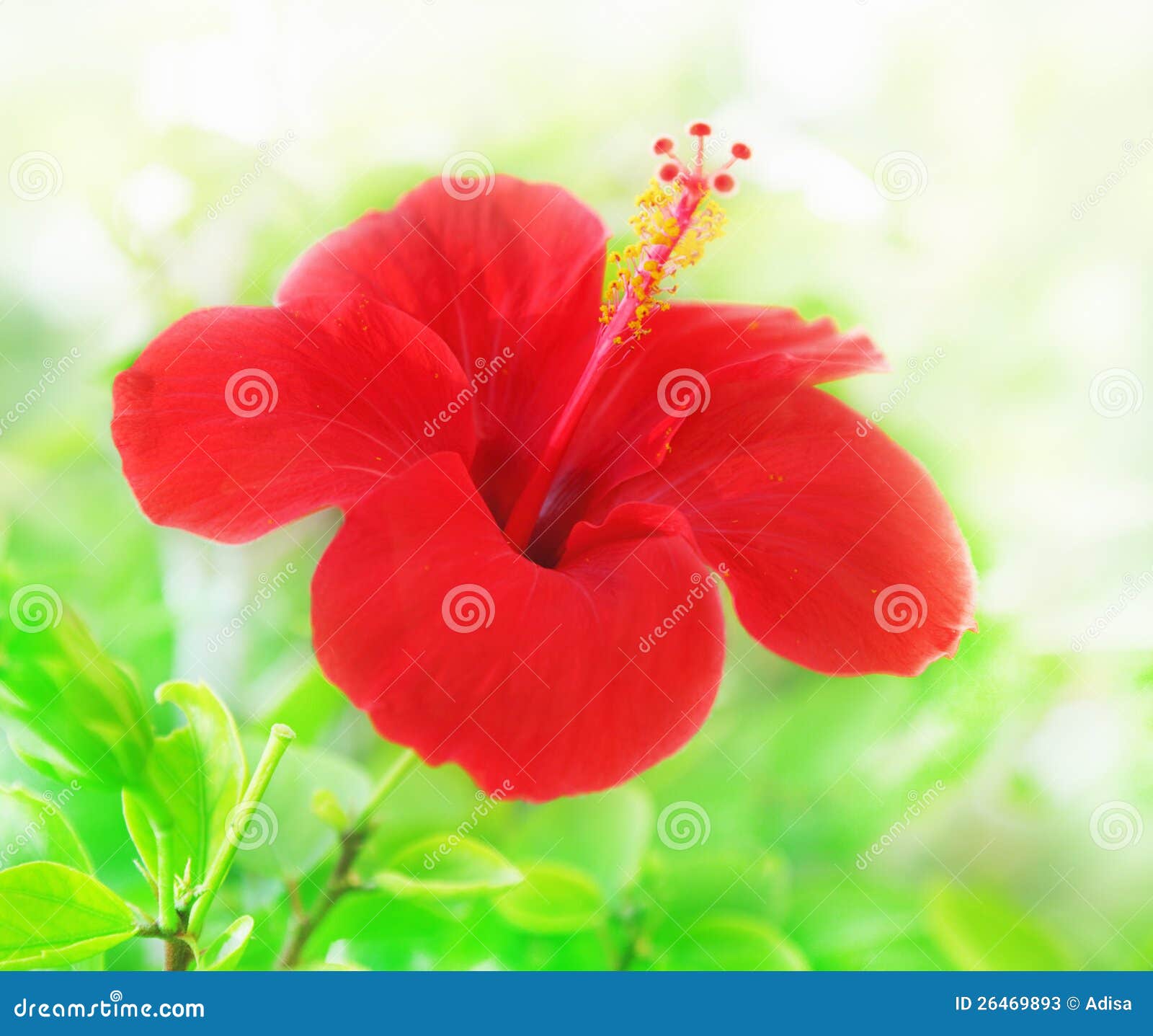 Rode hibiscus stock afbeelding. Image of struik, tuin - 26469893