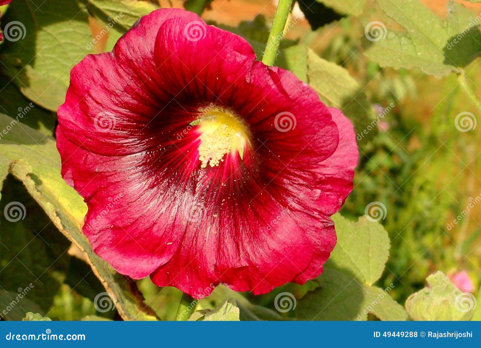 Rode Holly Hock Flower stock foto. Image of helder, zonlicht - 49449288