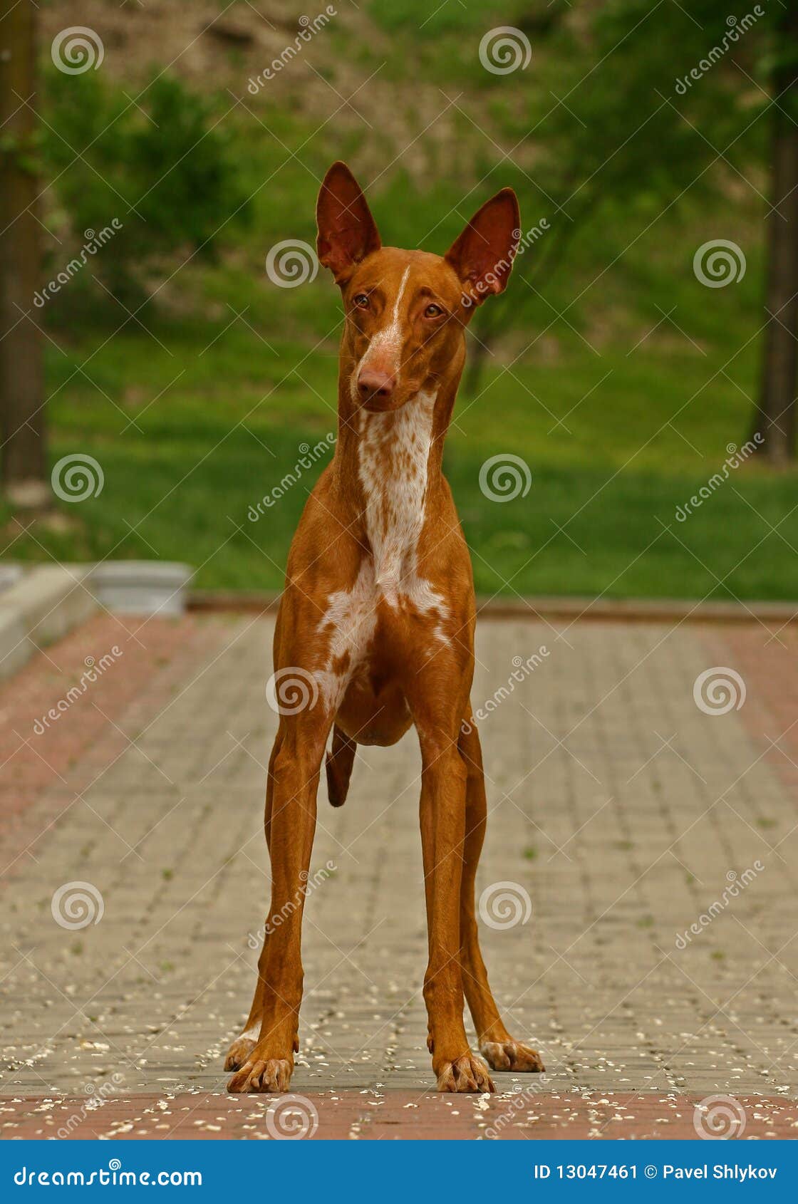 Rode hond stock afbeelding. Image of leuk, gehoorzaamheid - 13047461