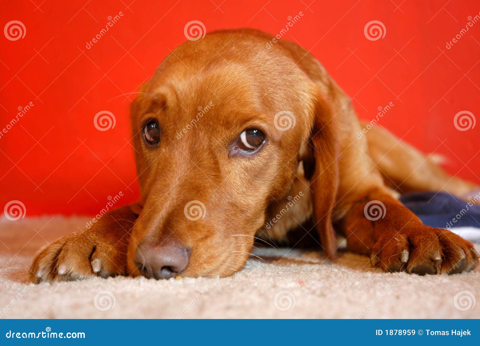 Rode hond stock afbeelding. Image of slecht, vloer, huis - 1878959