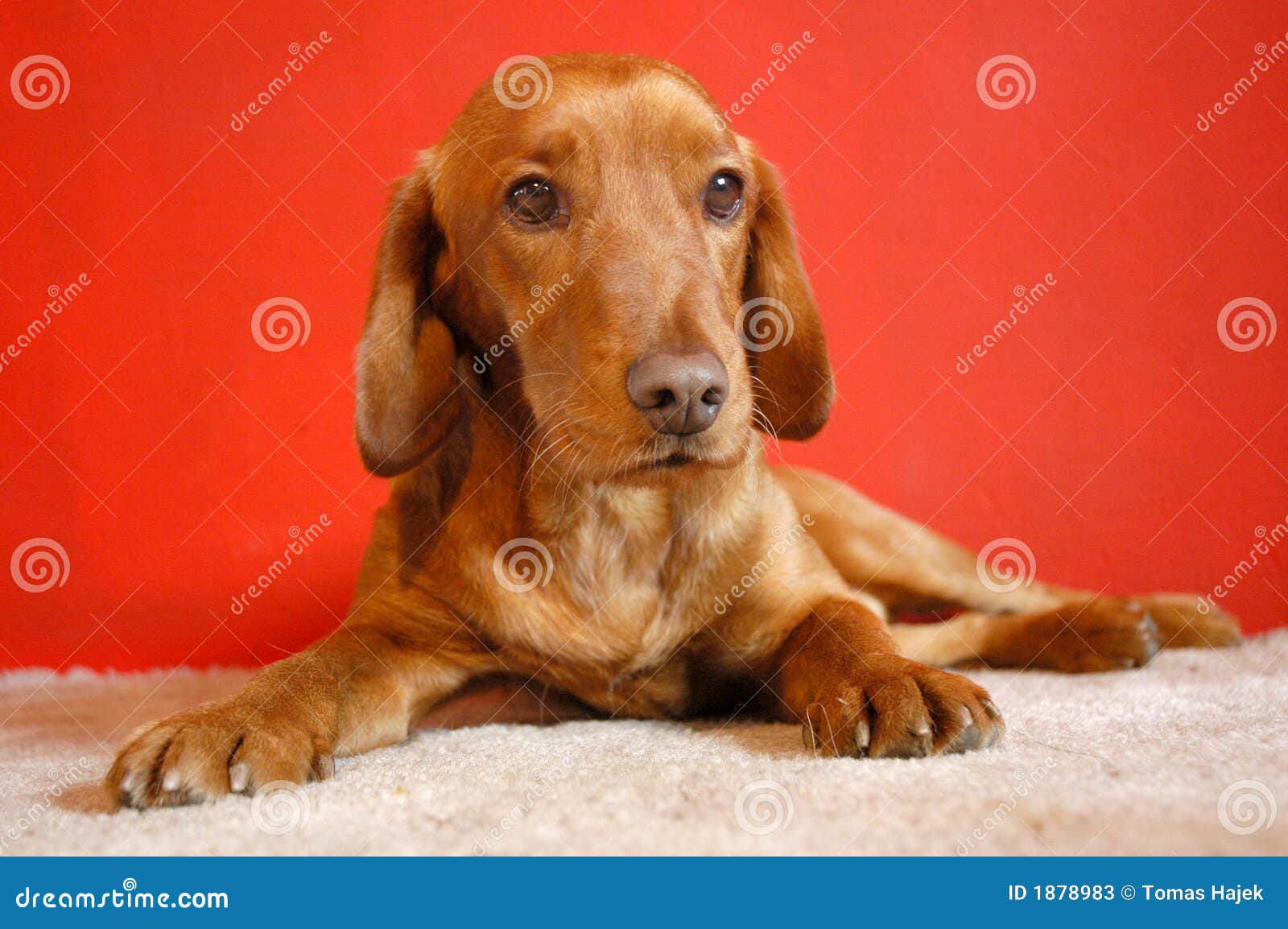 Rode hond stock afbeelding. Image of zitting, huisdier - 1878983