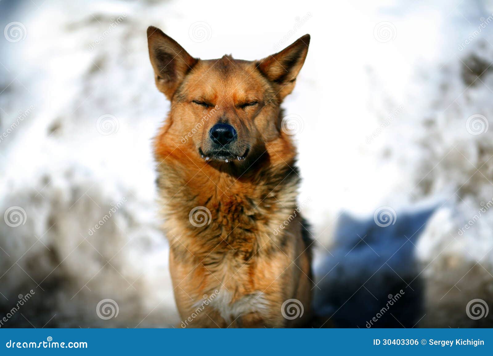 Rode Hond Die in De Sneeuw Liggen Stock Foto - Image of honds ...